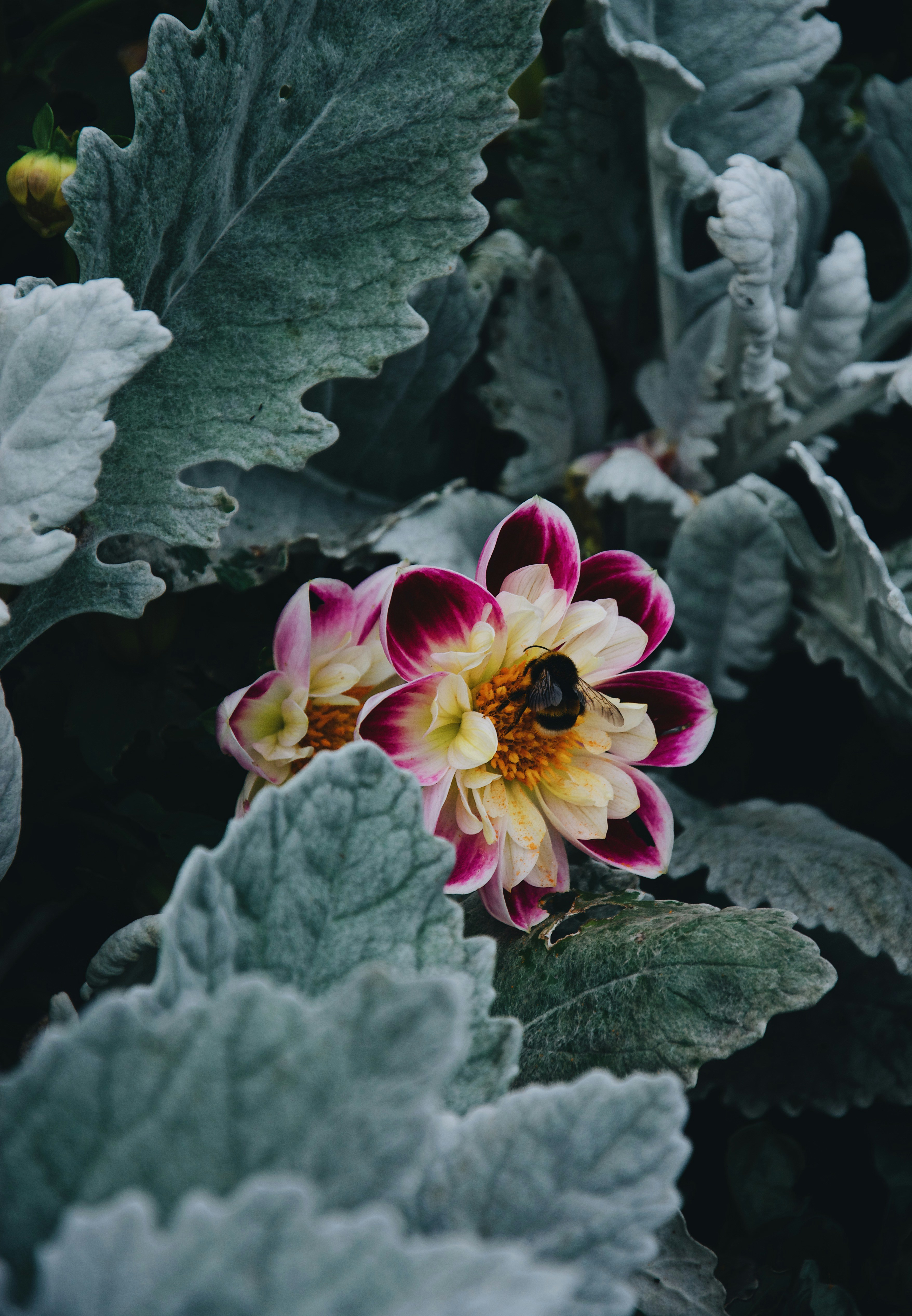 Vibrant dahlia blossoms nestled among silvery foliage, with a bee foraging for nectar. The composition highlights the intricate beauty of nature's interactions.
