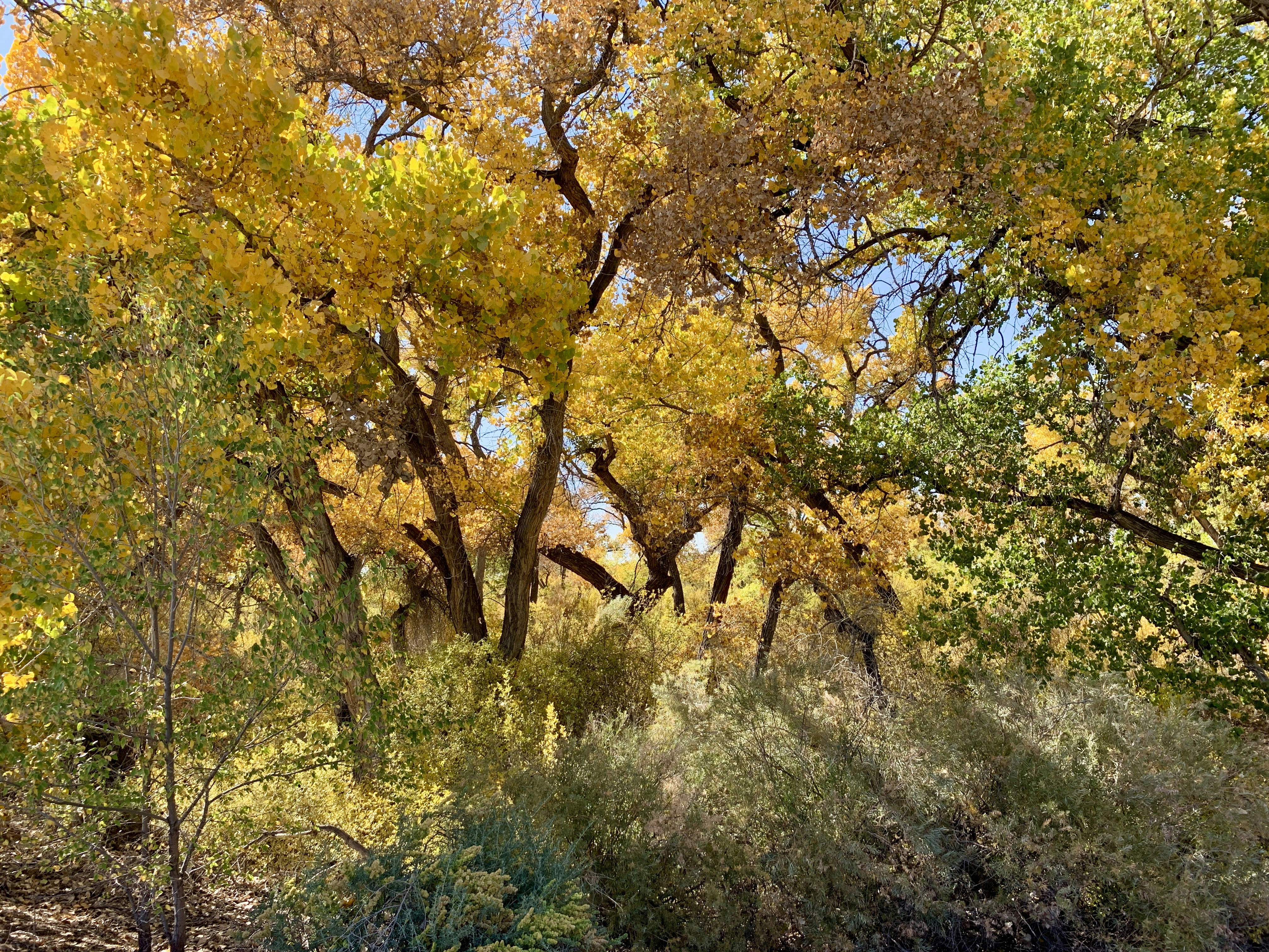 Golden leaves shimmer under the clear blue sky in a lush forest scene.
