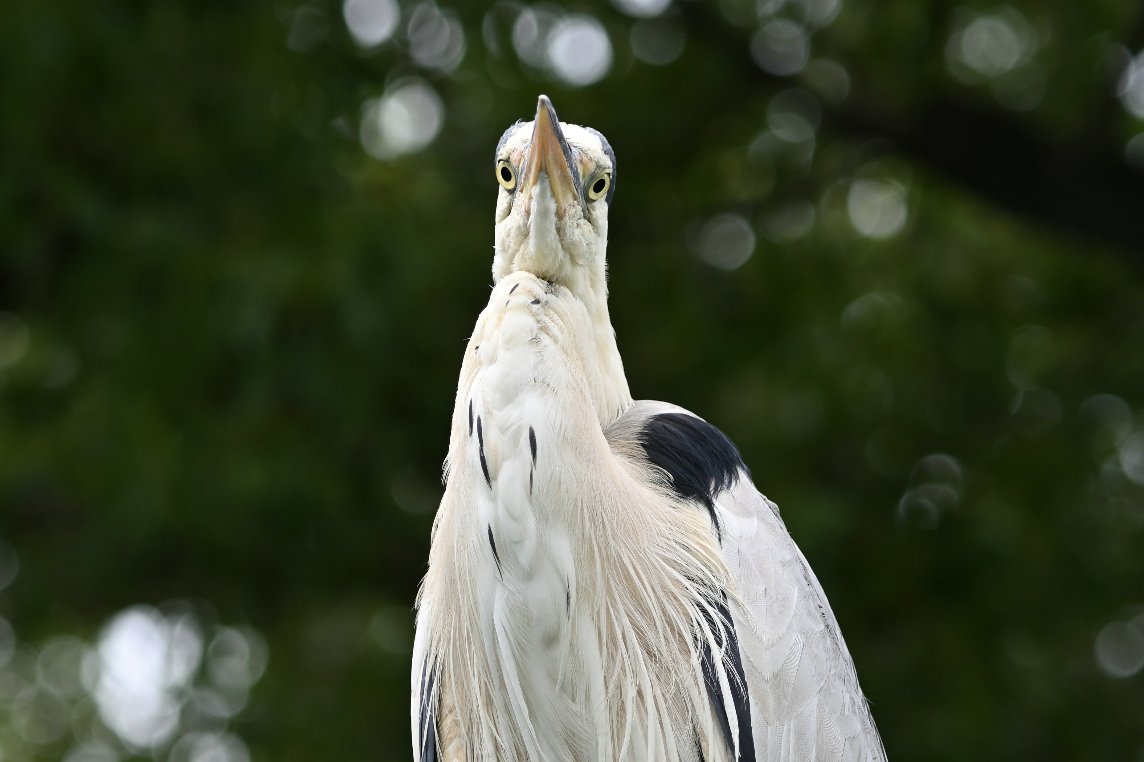 A heron gazes directly at the viewer, showcasing its intricate feather details against a blurred green background.