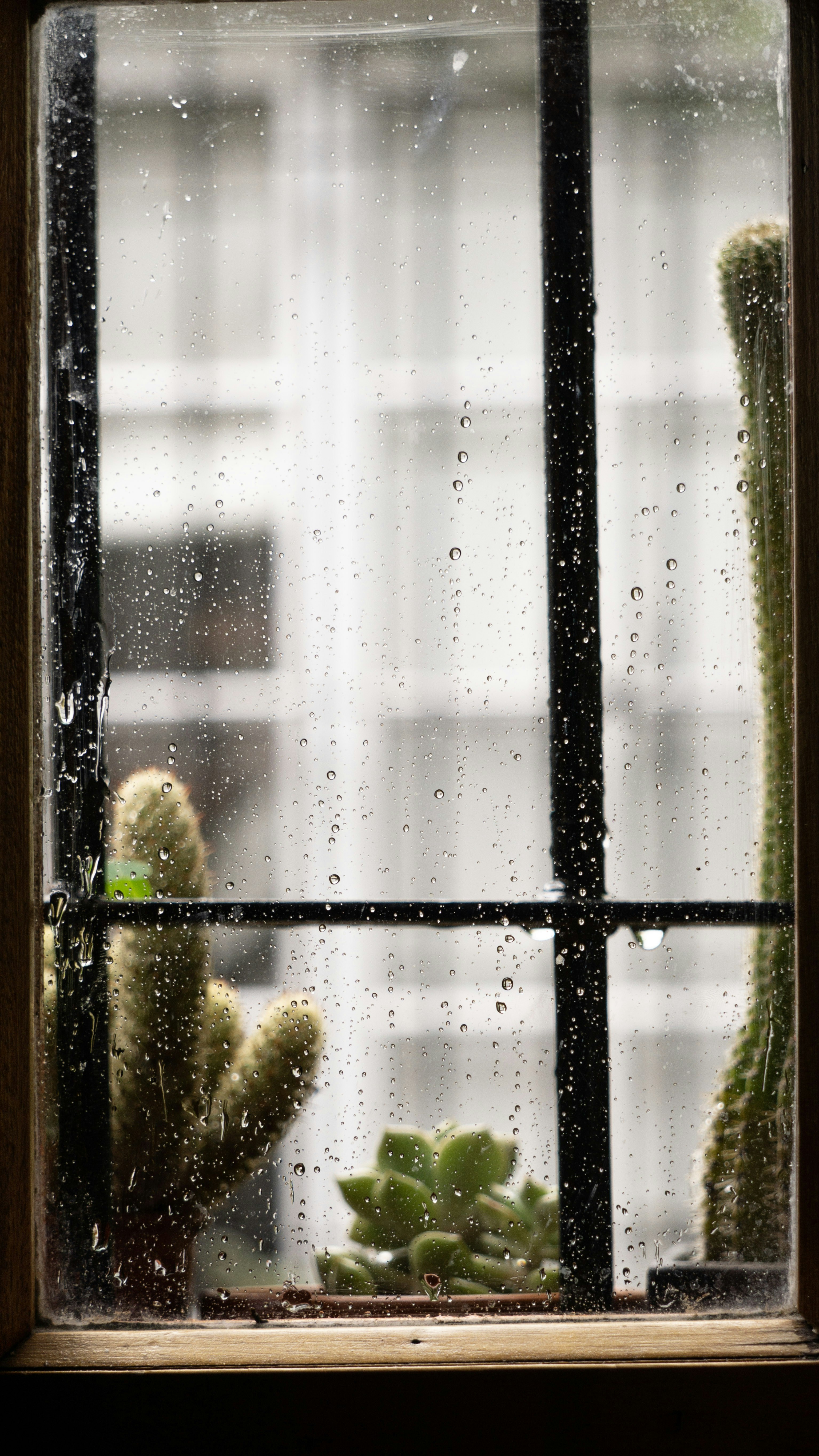Windowpane Raindrops with Desert Companions: A Quiet Urban View