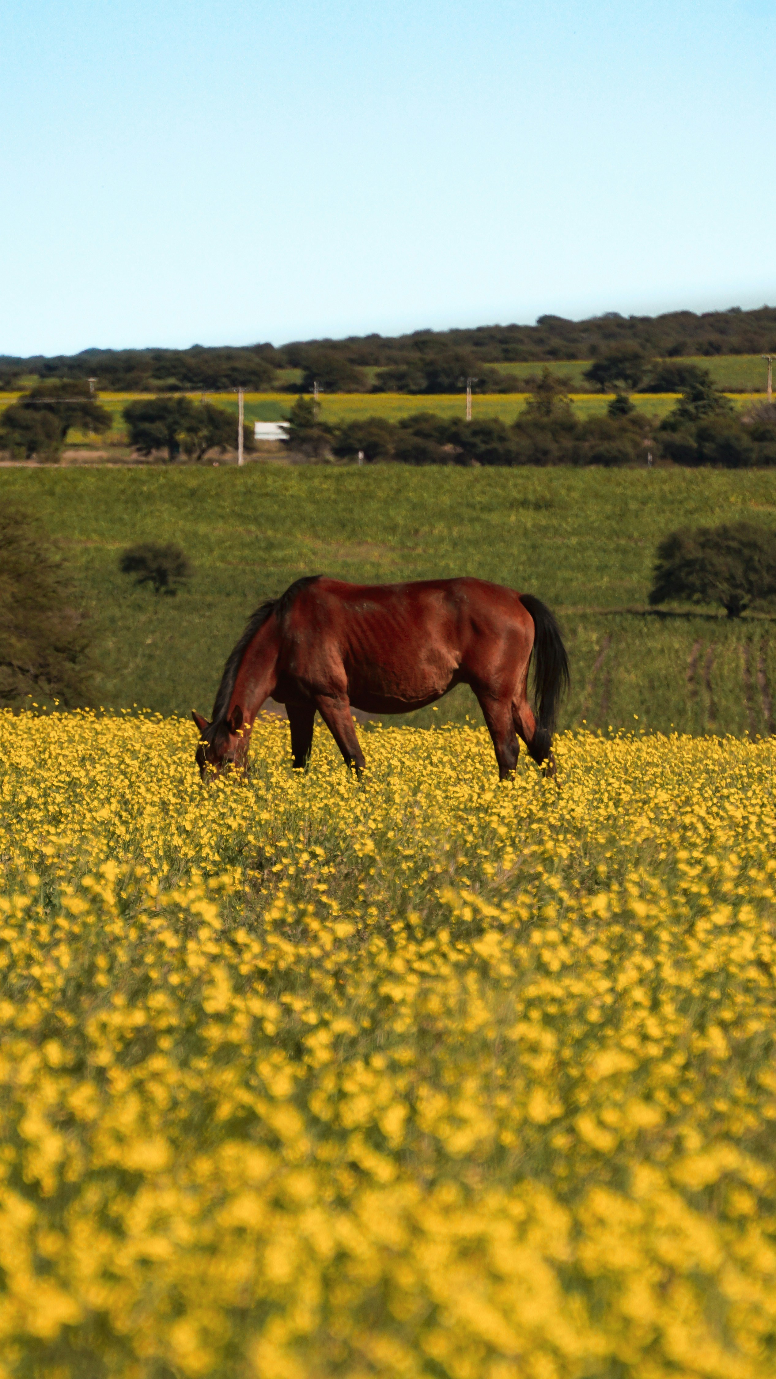 a horse grazing in a field of yellow flowers
