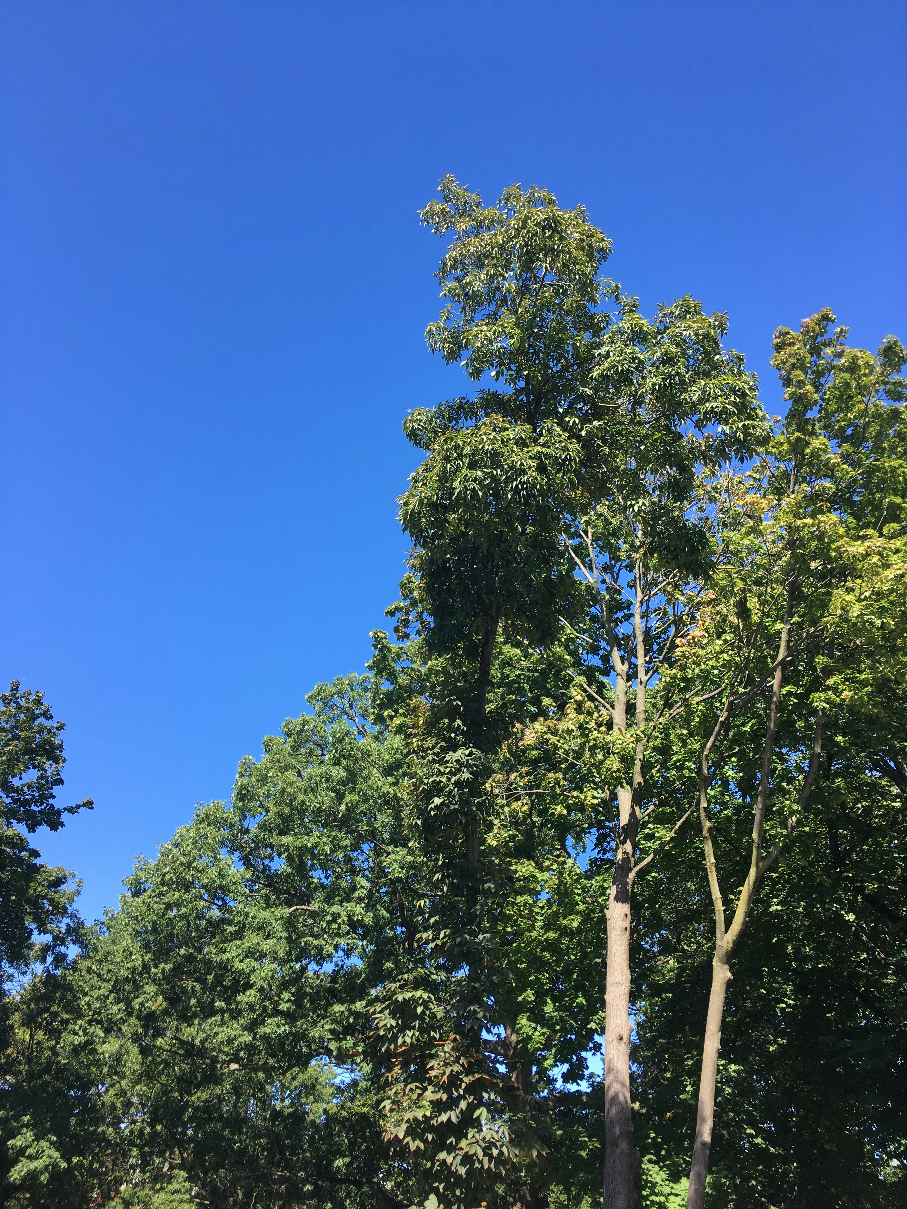 Un groupe d’arbres qui se tiennent dans l’herbe photo – Photo Arbre ...