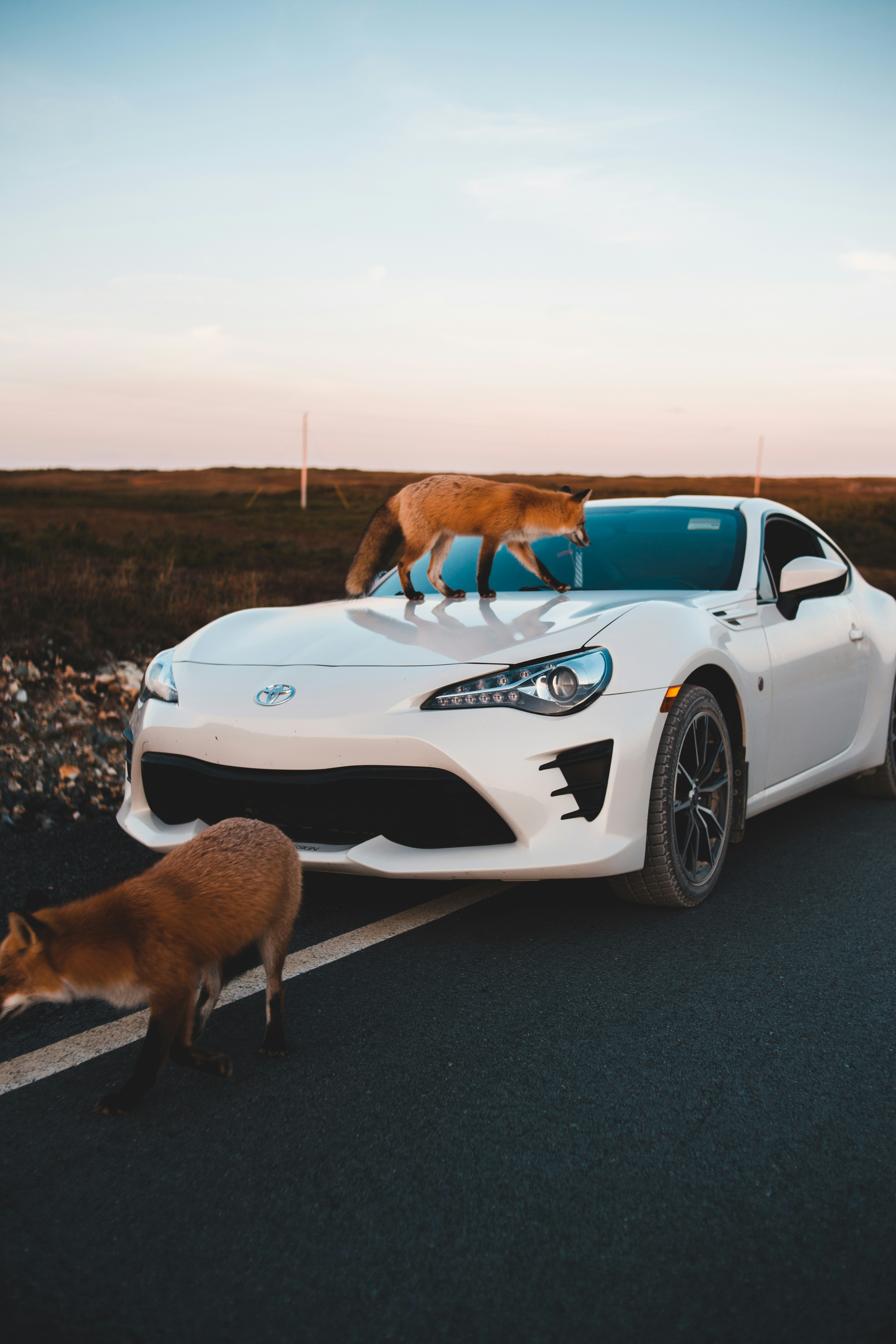 A couple of animals that are standing on the hood of a car photo – Free ...