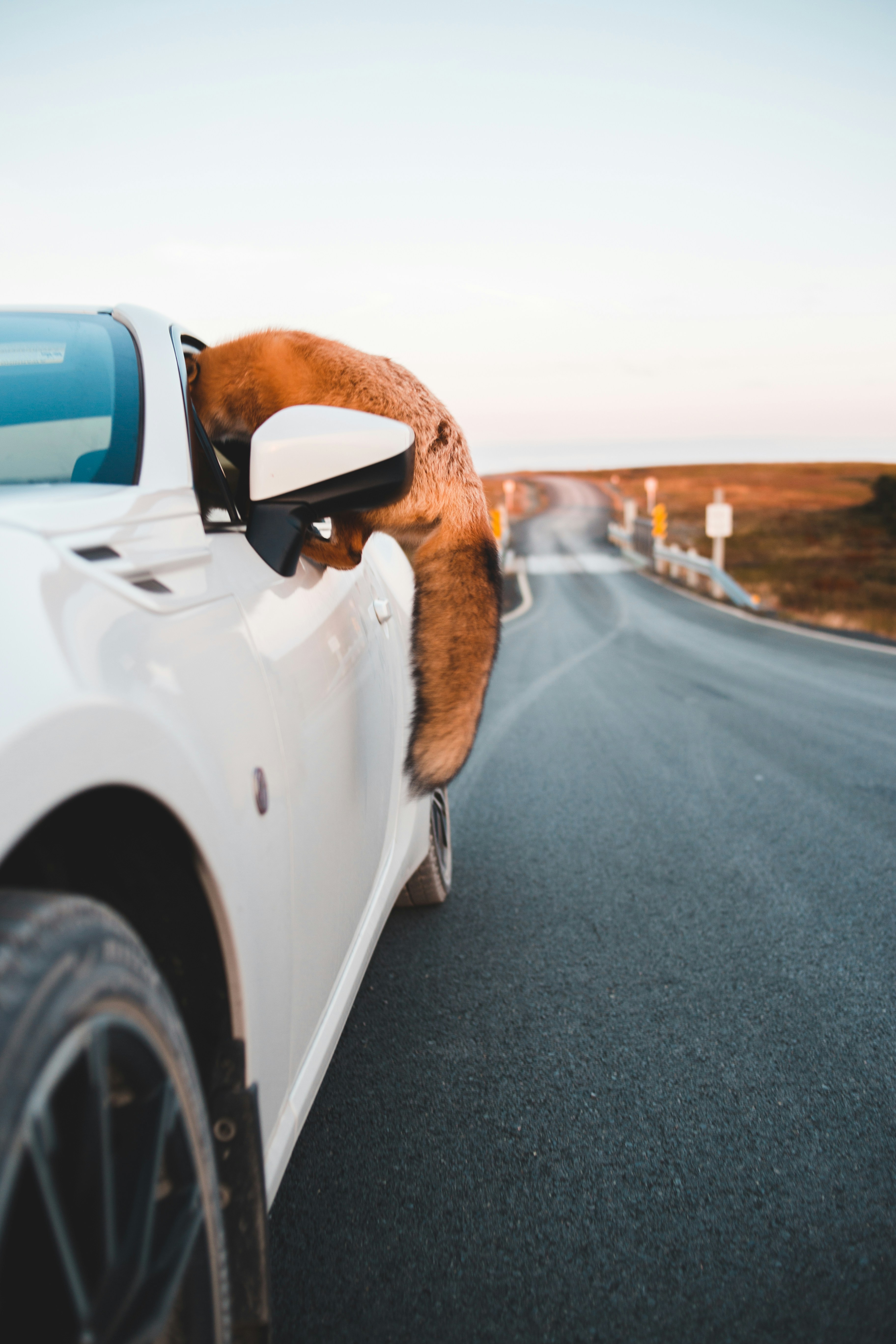 Lone Gaze on the Open Road: A Tail in Transit