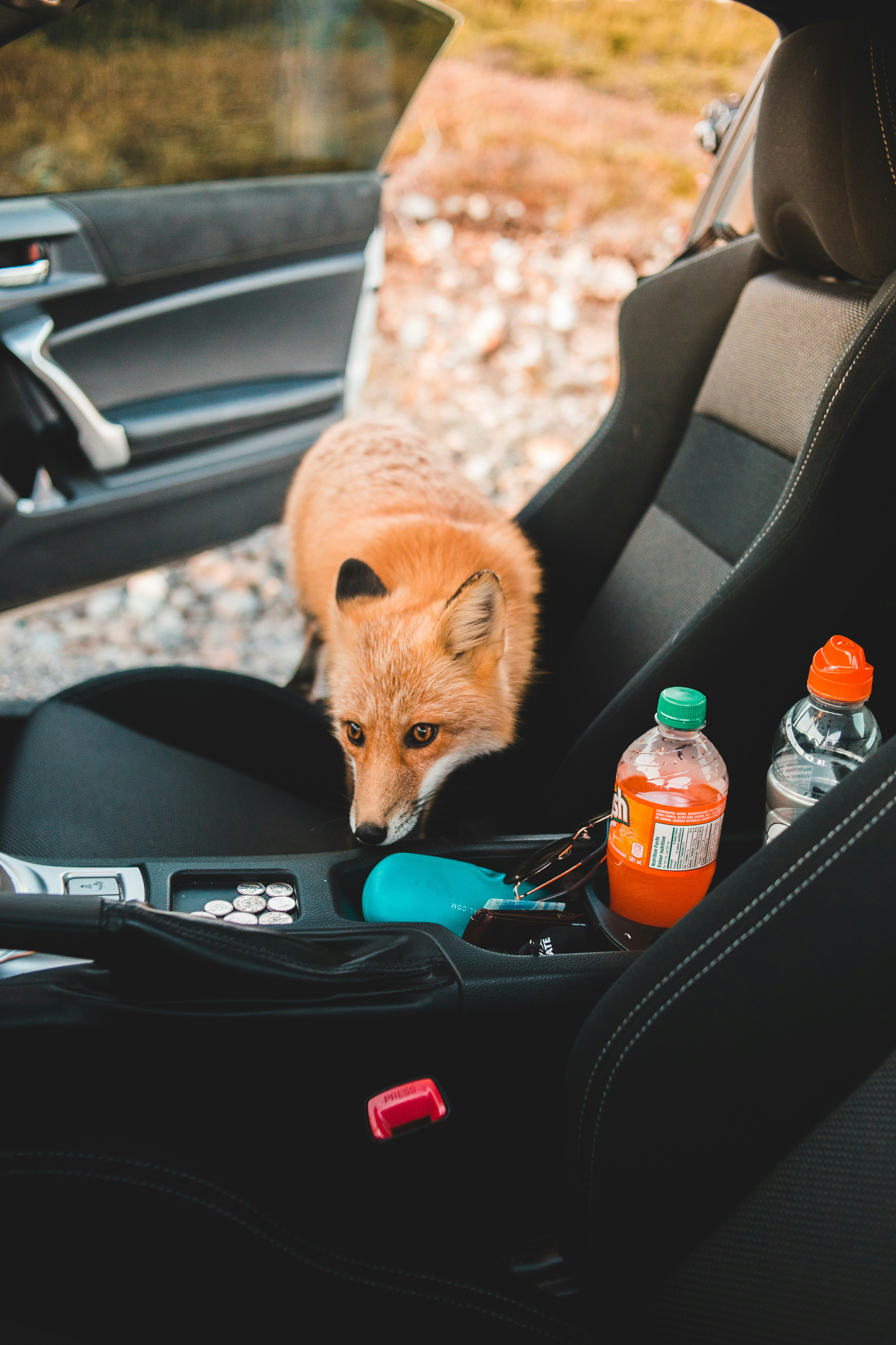 Red Fox in the Front Seat: Curious Pause Inside a Parked Car