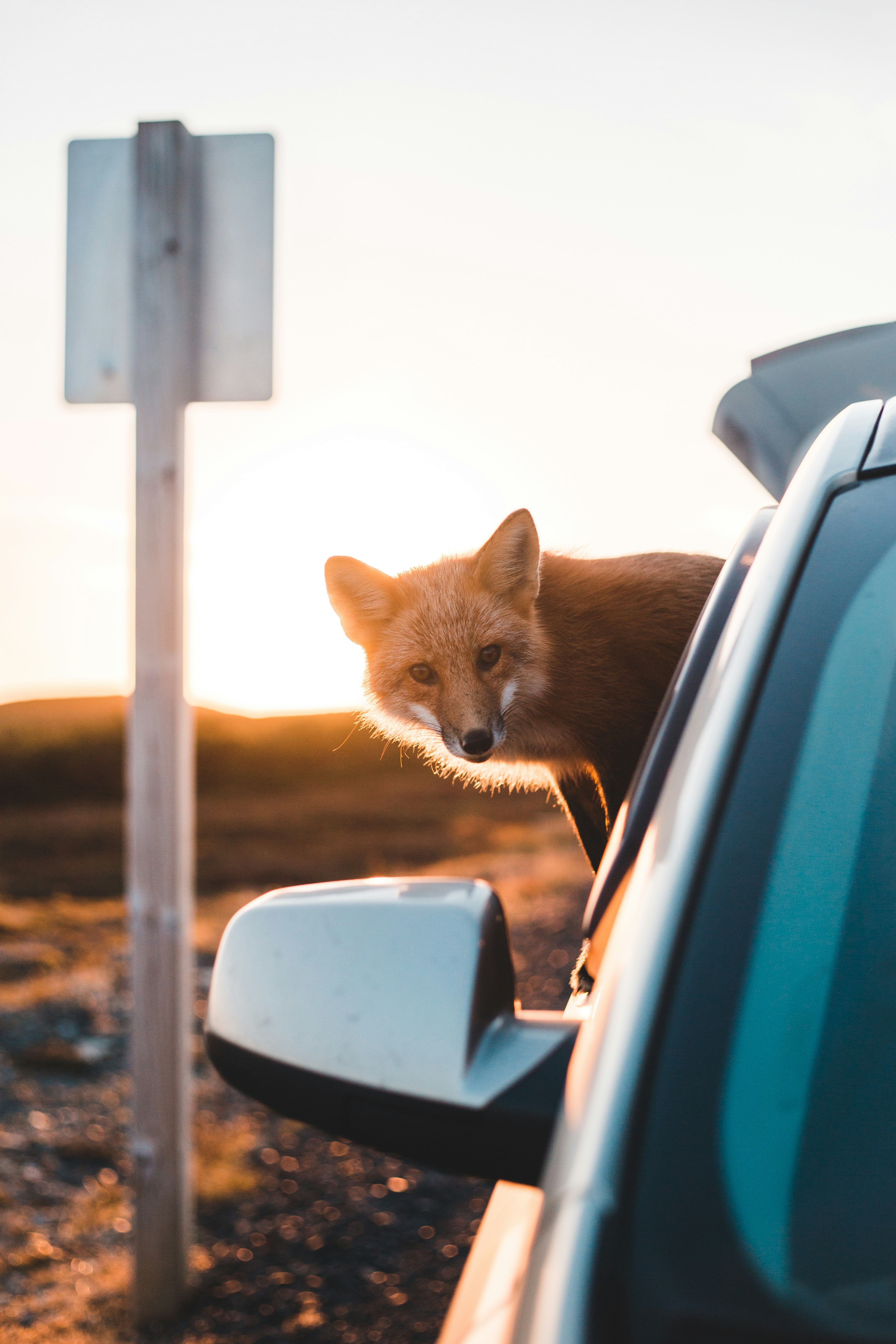 Golden Hour Stowaway: A Fox Peeks from a Car Window