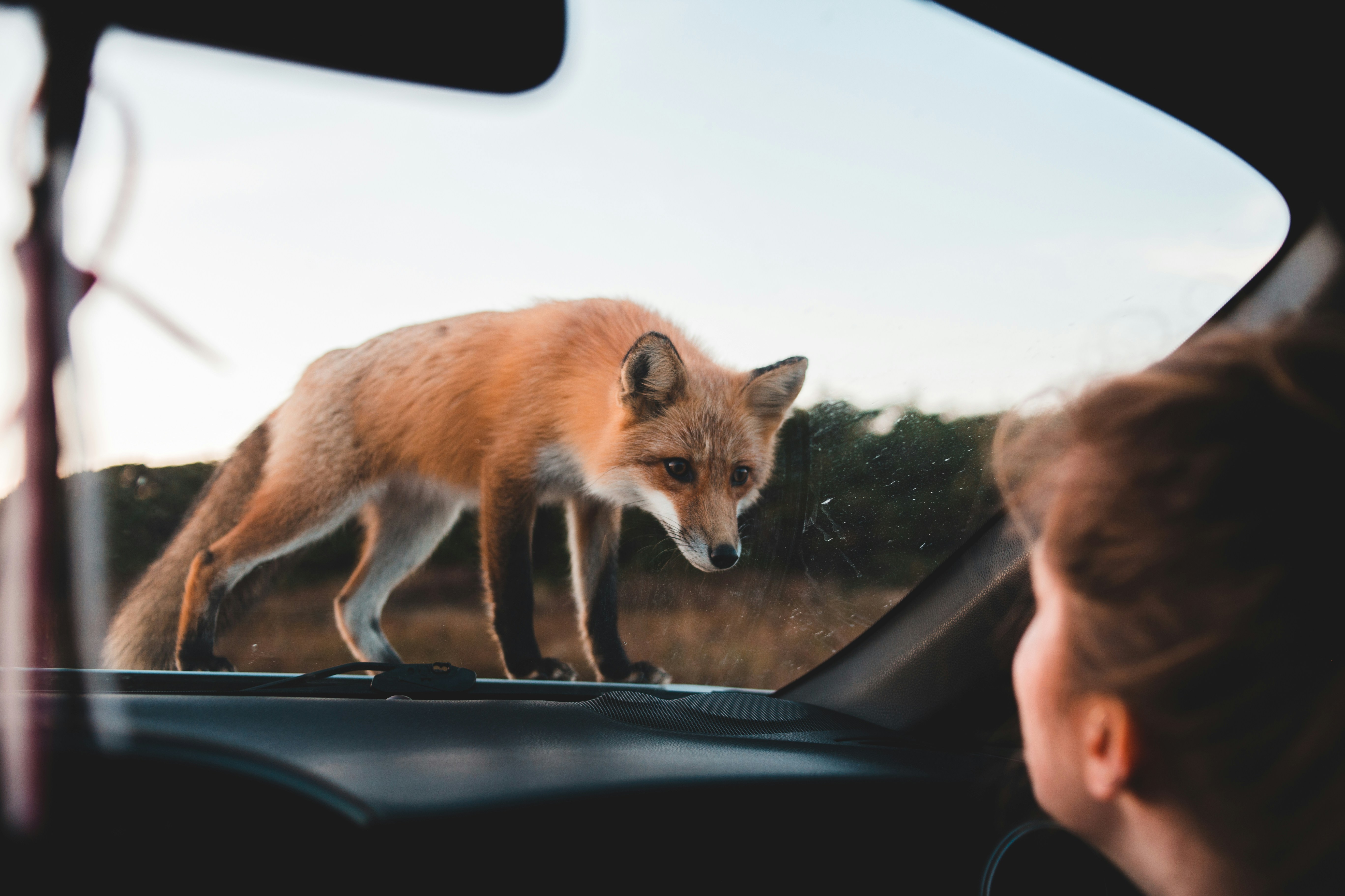 A red fox curiously approaches a car, peering in at a person inside. The scene captures a moment of interaction between wildlife and humans.