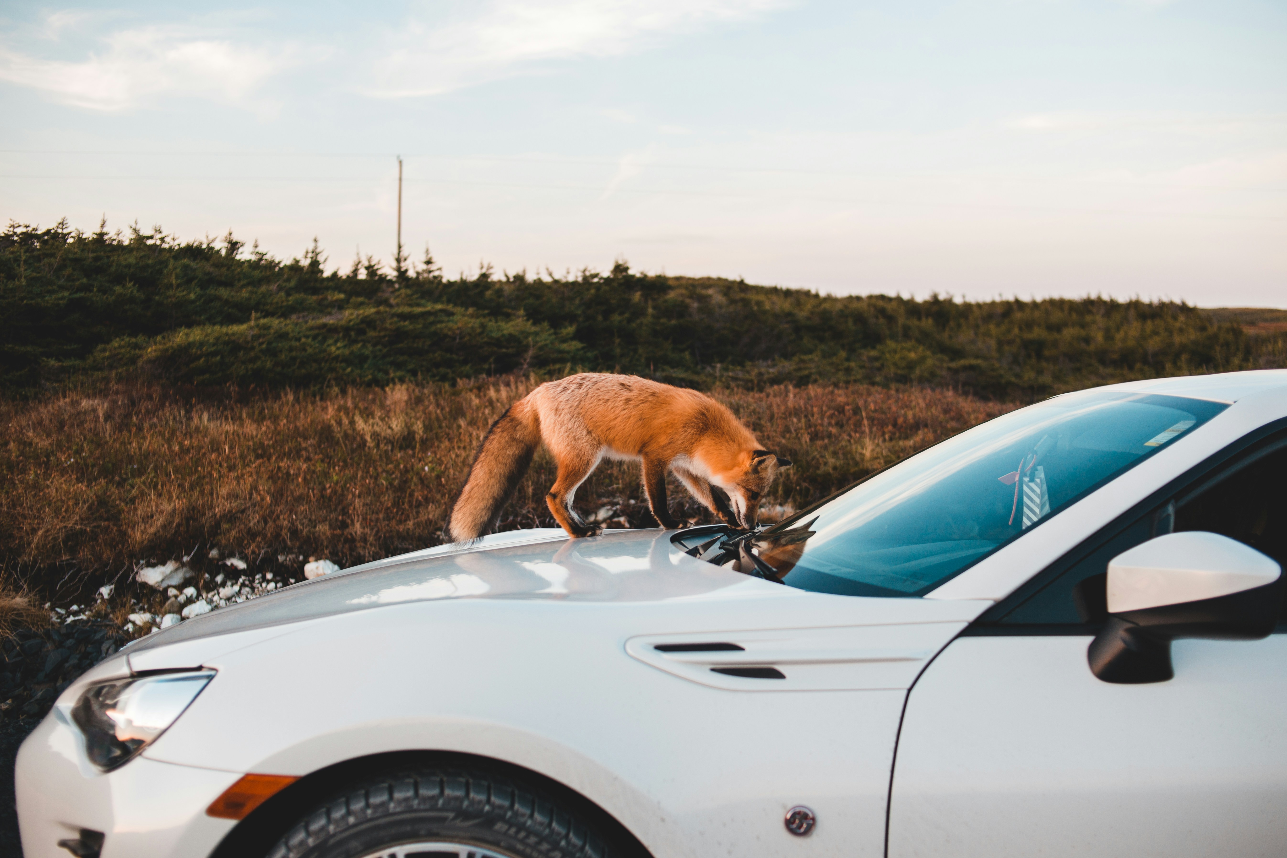 Foxy Car Pictures | Download Free Images on Unsplash