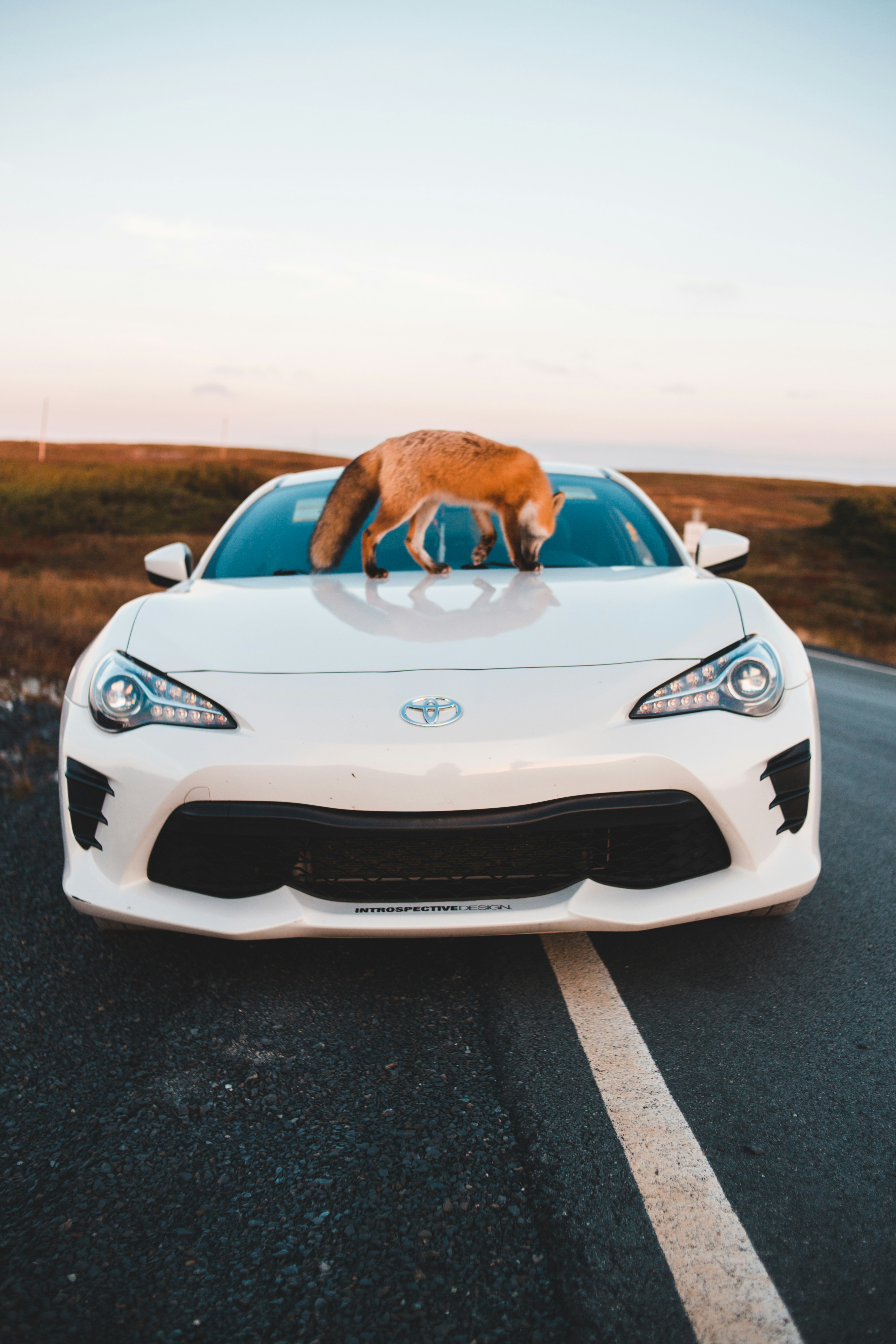 Cat on the Hood: A Feline Pause on a White Roadster