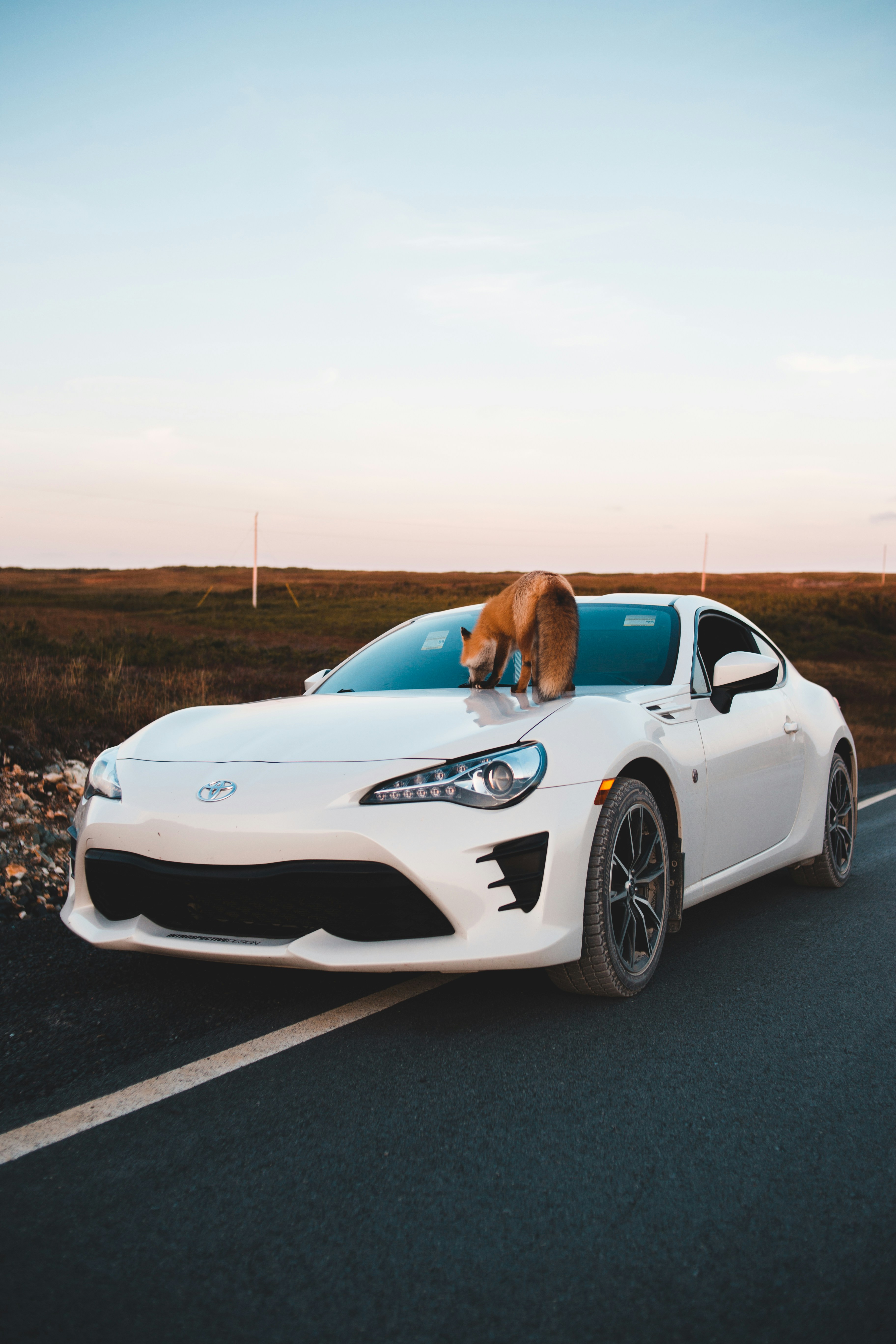 Cat on the Hood: White Sports Car in Deserted Sunset Road