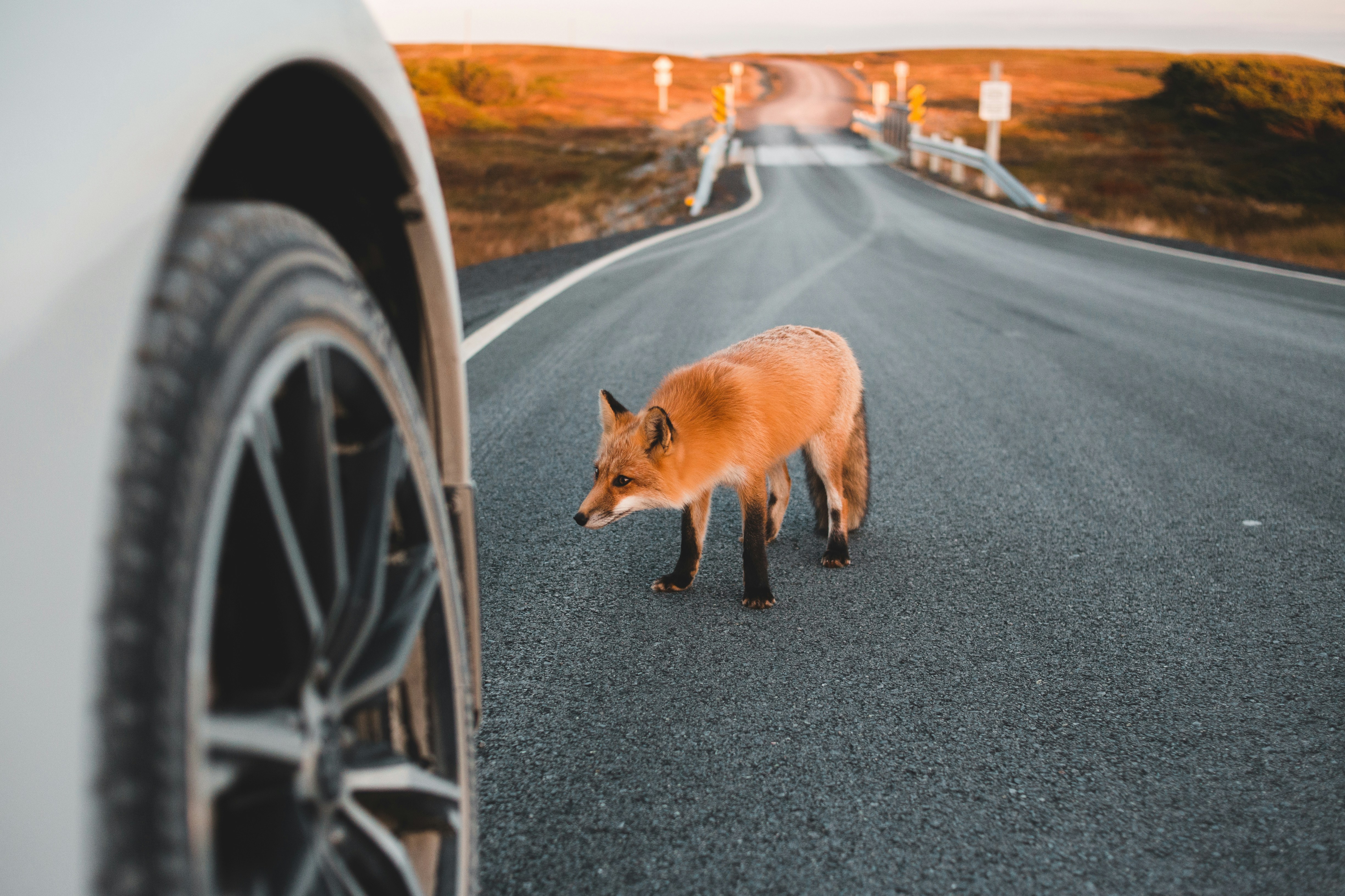 Red fox cautiously approaches the edge of a deserted road, framed by the silhouette of a vehicle's wheel. The scene captures a moment of wildlife interaction with human presence.