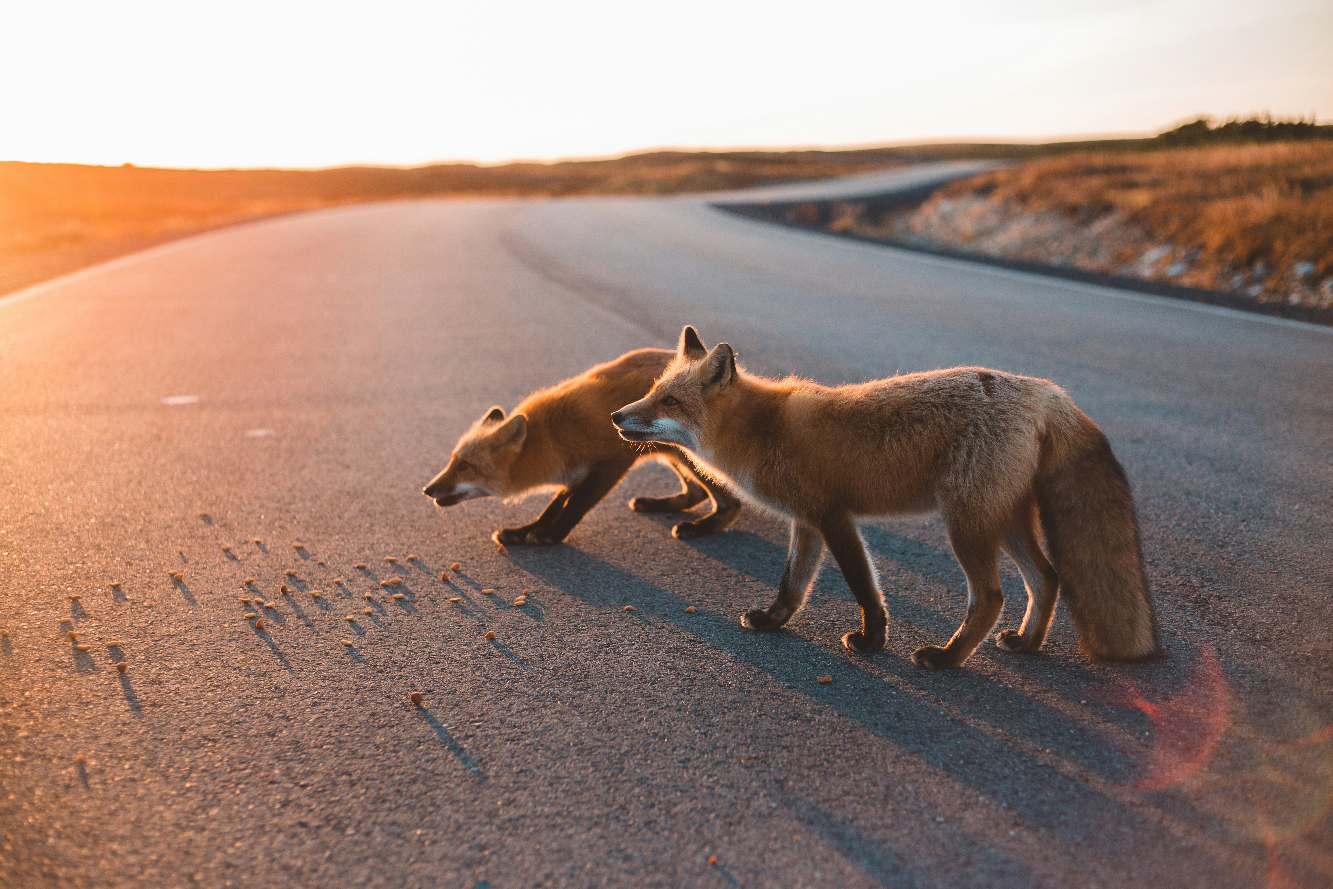 Golden Hour Crossing: Two Foxes on a Quiet Road