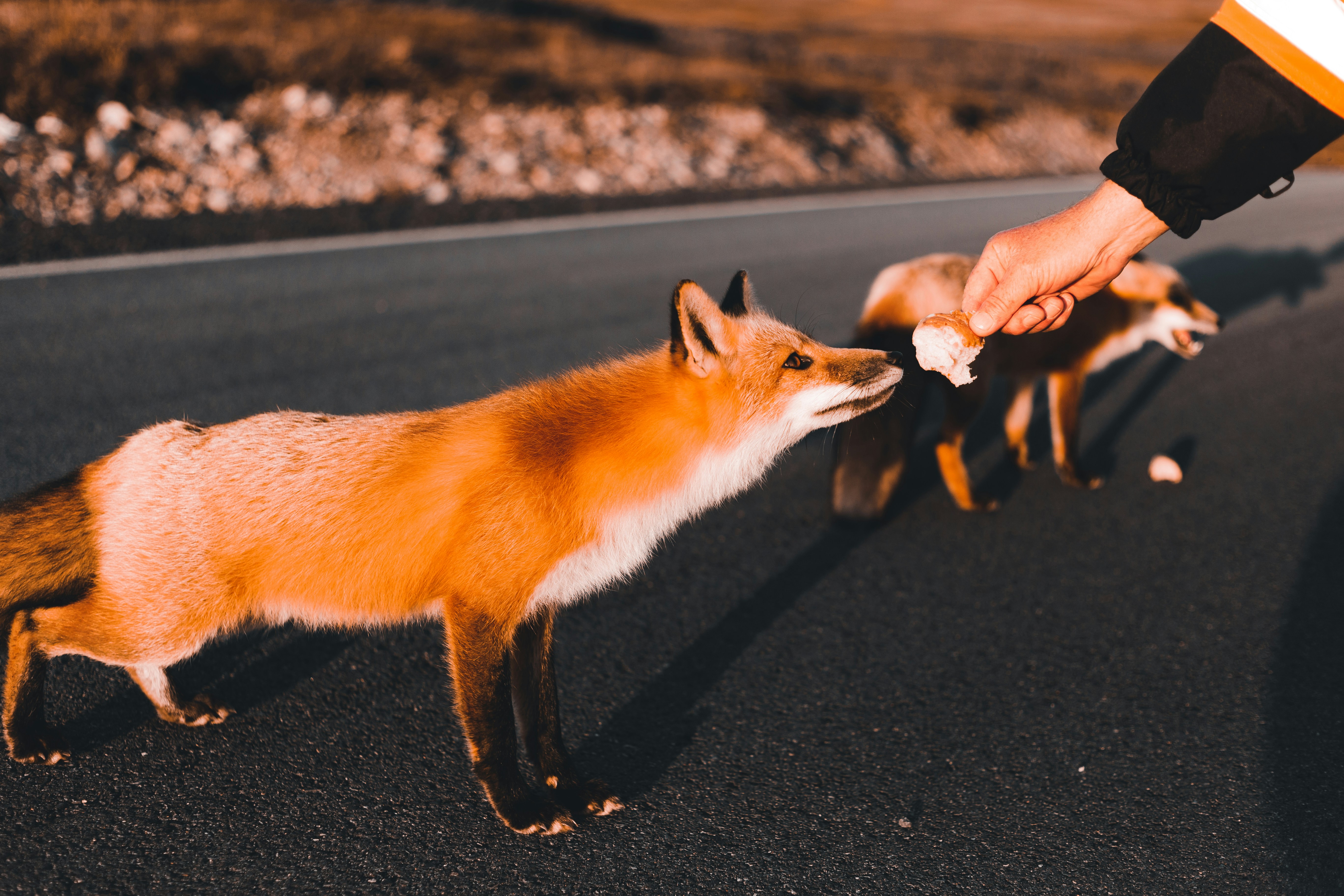 Save A Fox Lady Pictures | Download Free Images on Unsplash