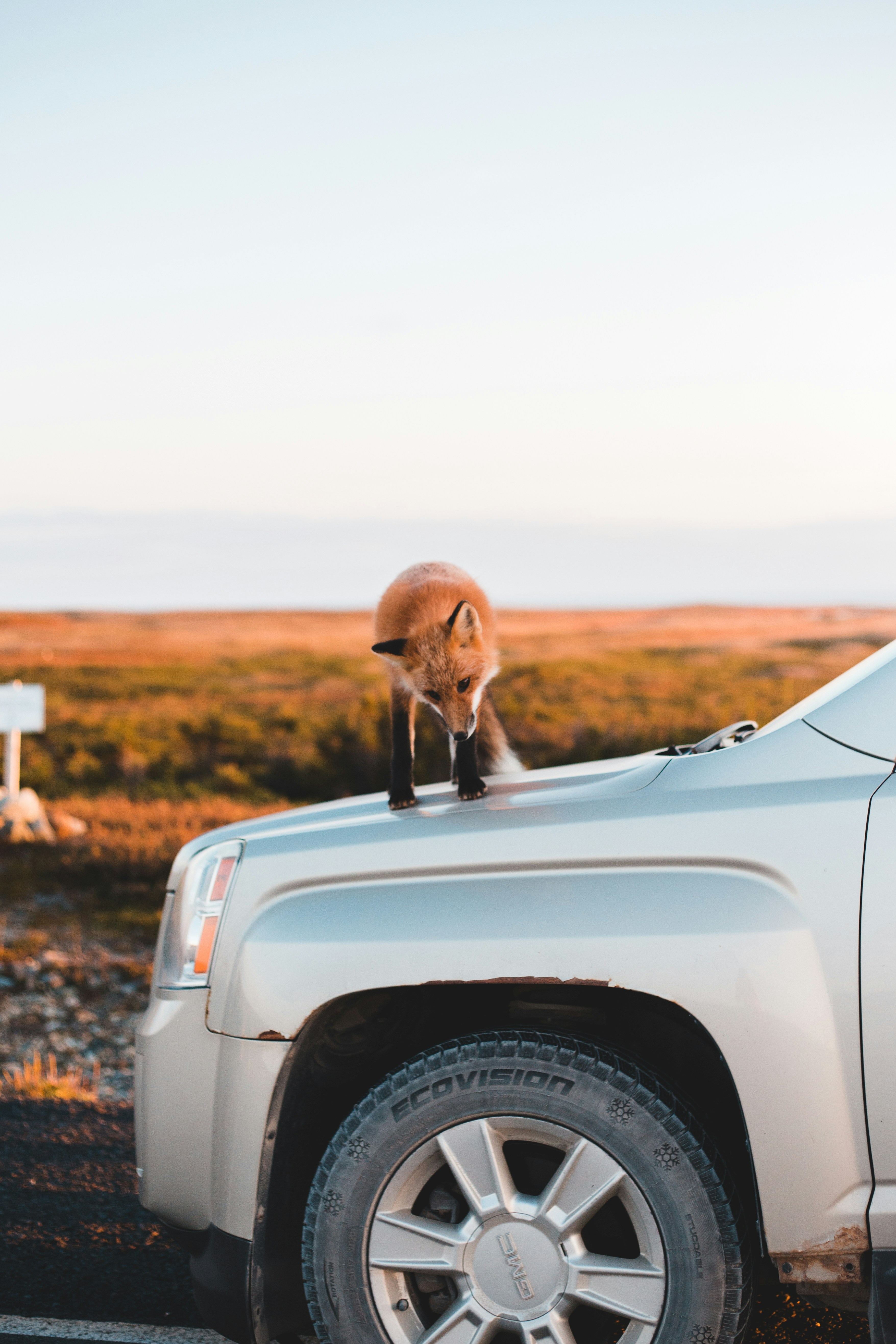 Curious Fox Perches on a Weathered Truck Hood at Sunset