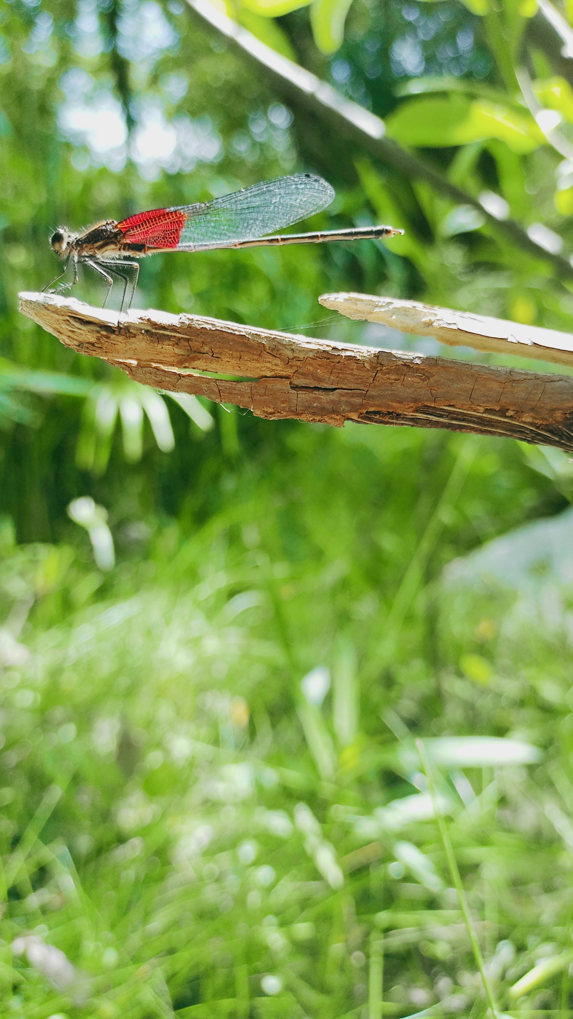 A dragonfly with striking red and blue wings rests on a piece of bark, surrounded by vibrant green foliage. The intricate details of its wings are highlighted against the lush background.