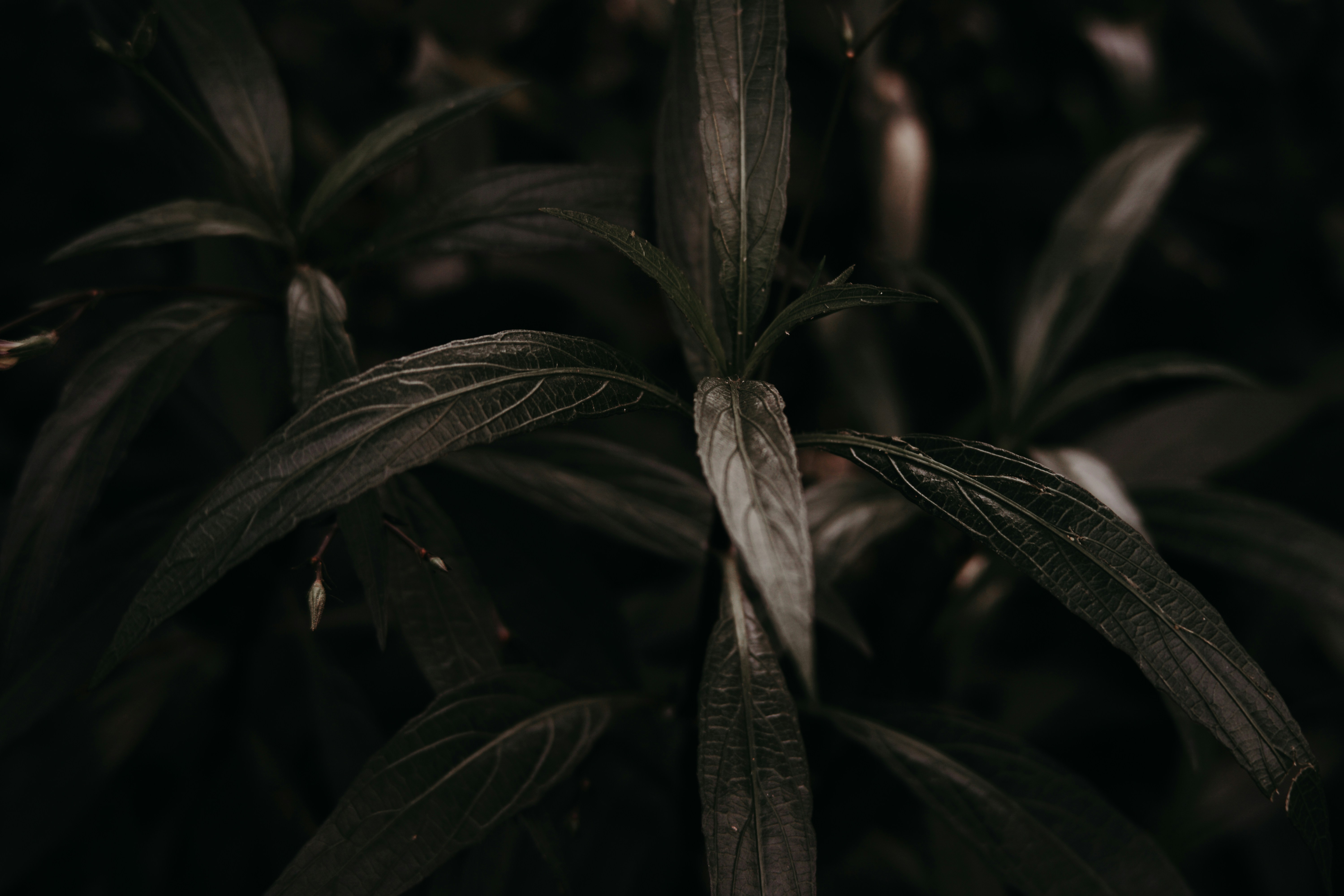 Close-up of dark green leaves with intricate textures and subtle highlights, creating a moody atmosphere.
