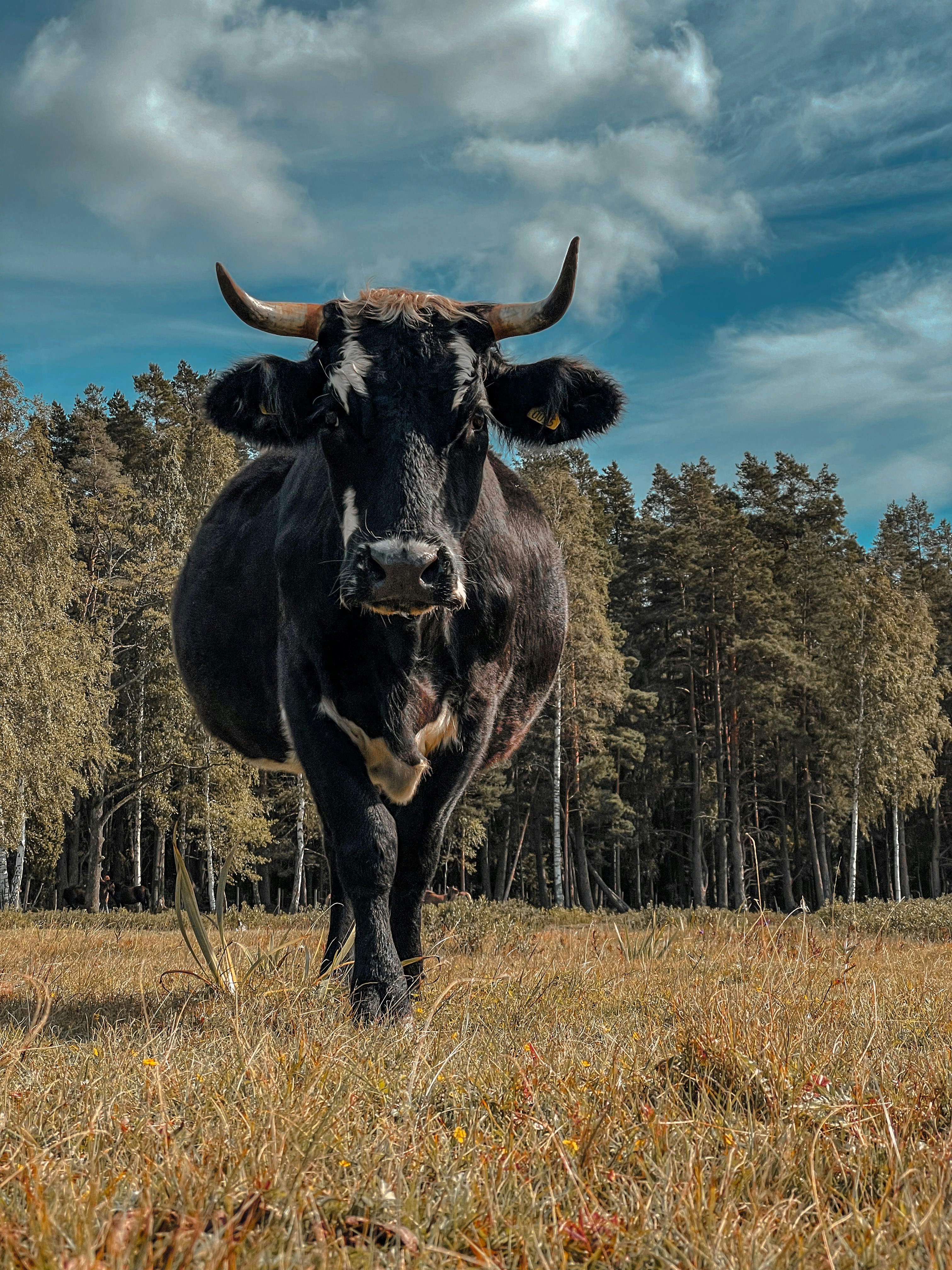 Bull at the Meadow Threshold: A Low-Angle Portrait Against the Pine Edge