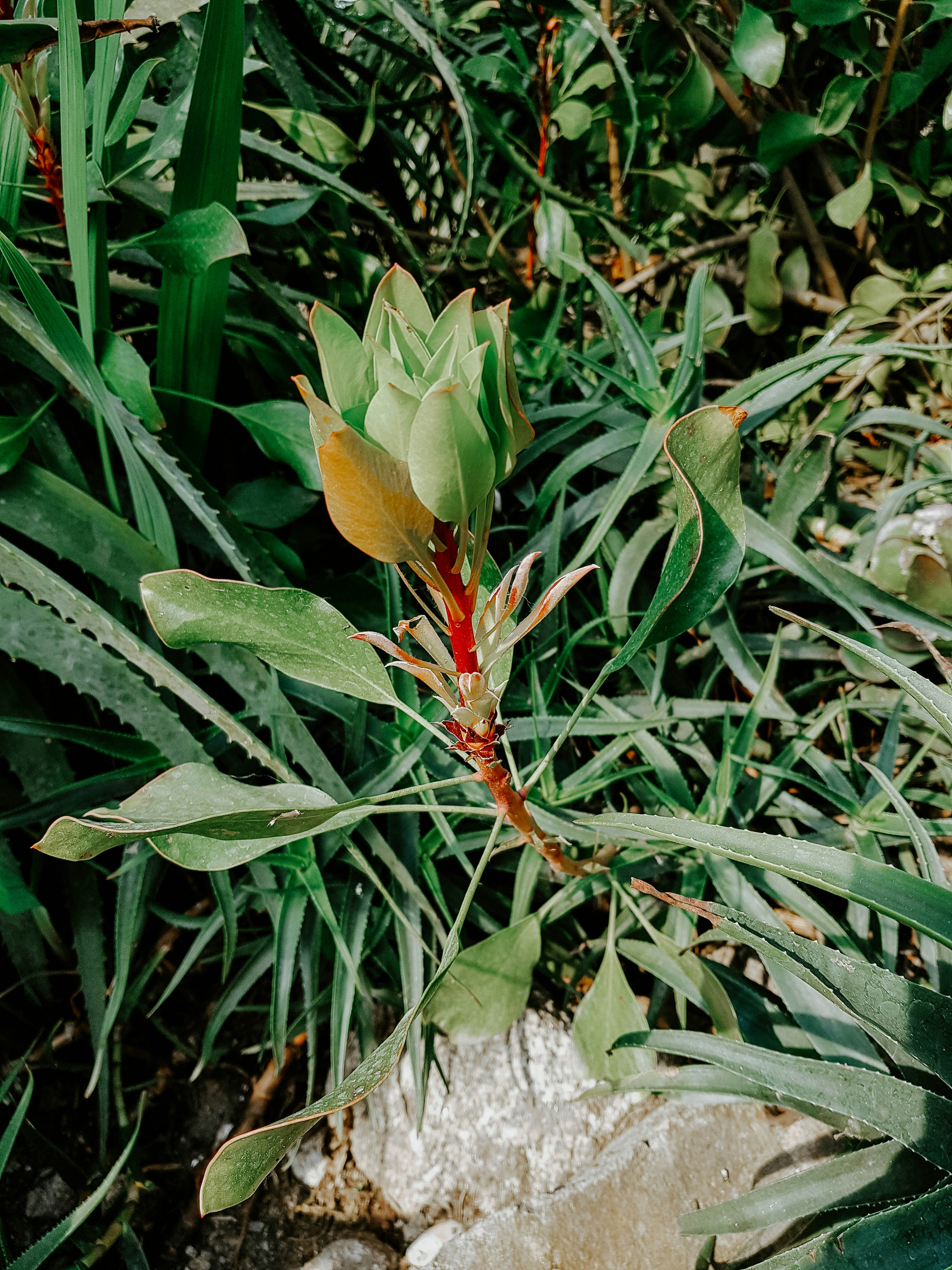 Young plant with vibrant leaves surrounded by lush greenery in a garden setting.
