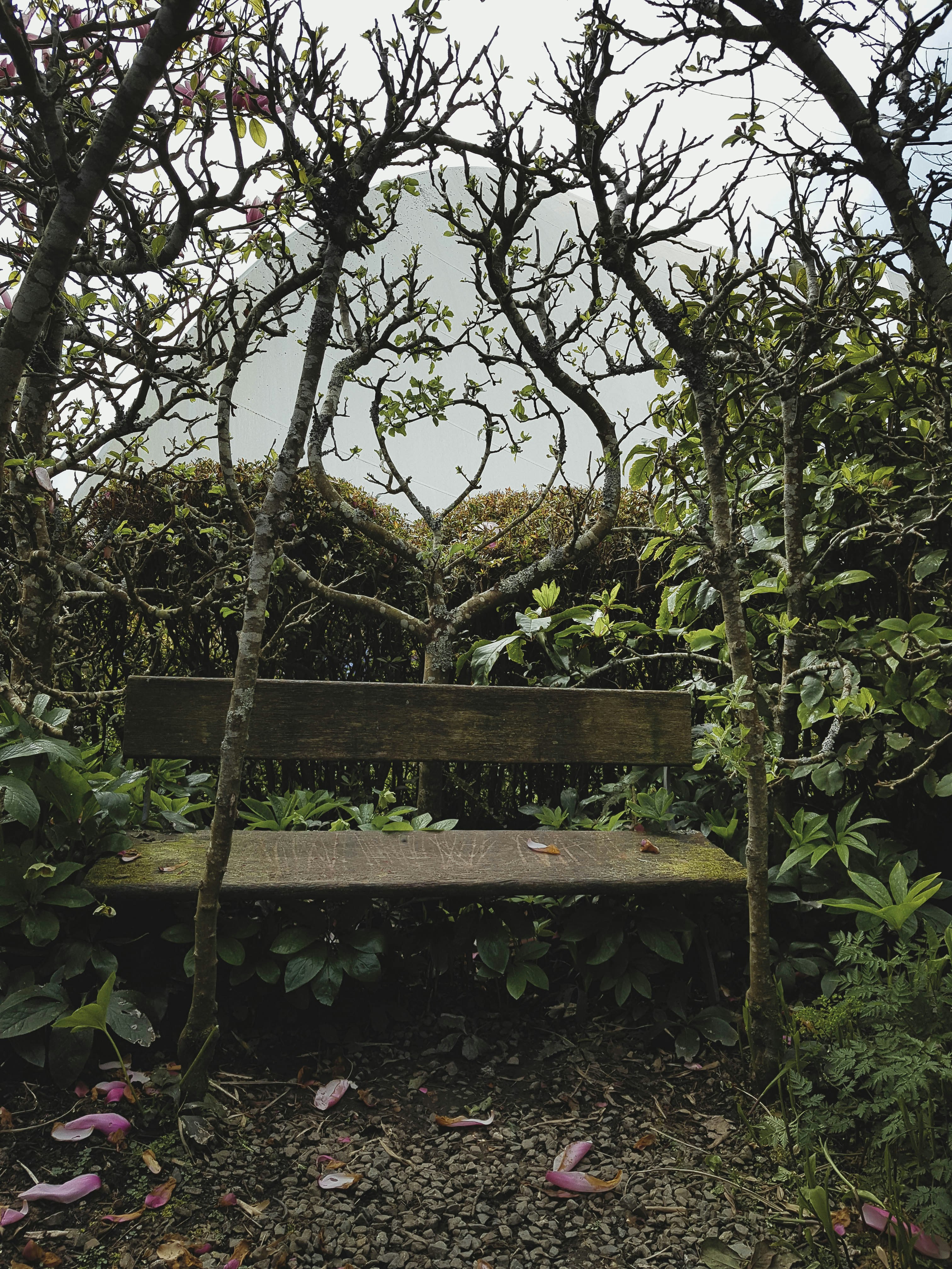 A weathered wooden bench sits under a tangle of bare and budding branches. Petals scattered on the gravel add a subtle splash of color.