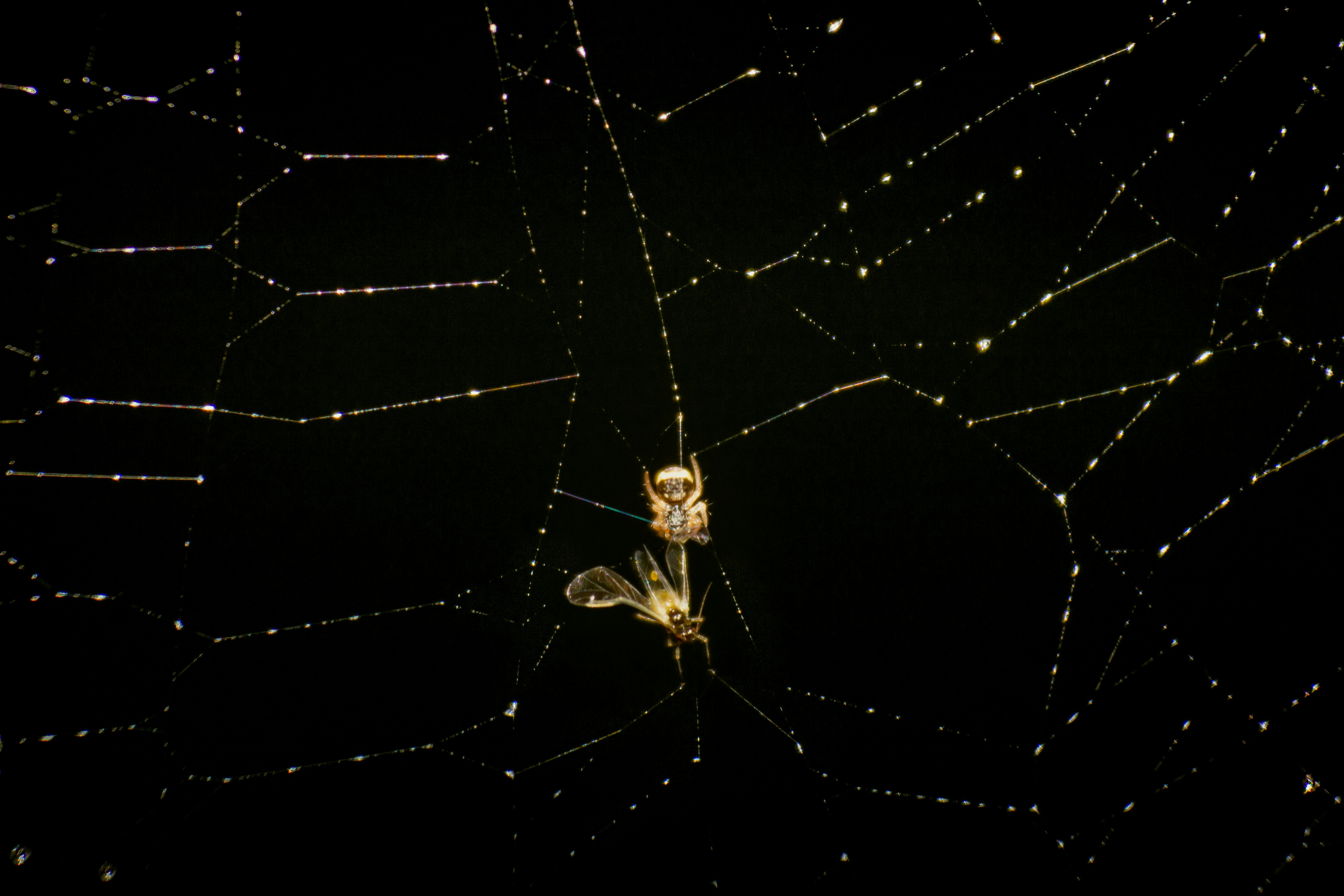 Midnight Architect: a spider threads a glimmering web