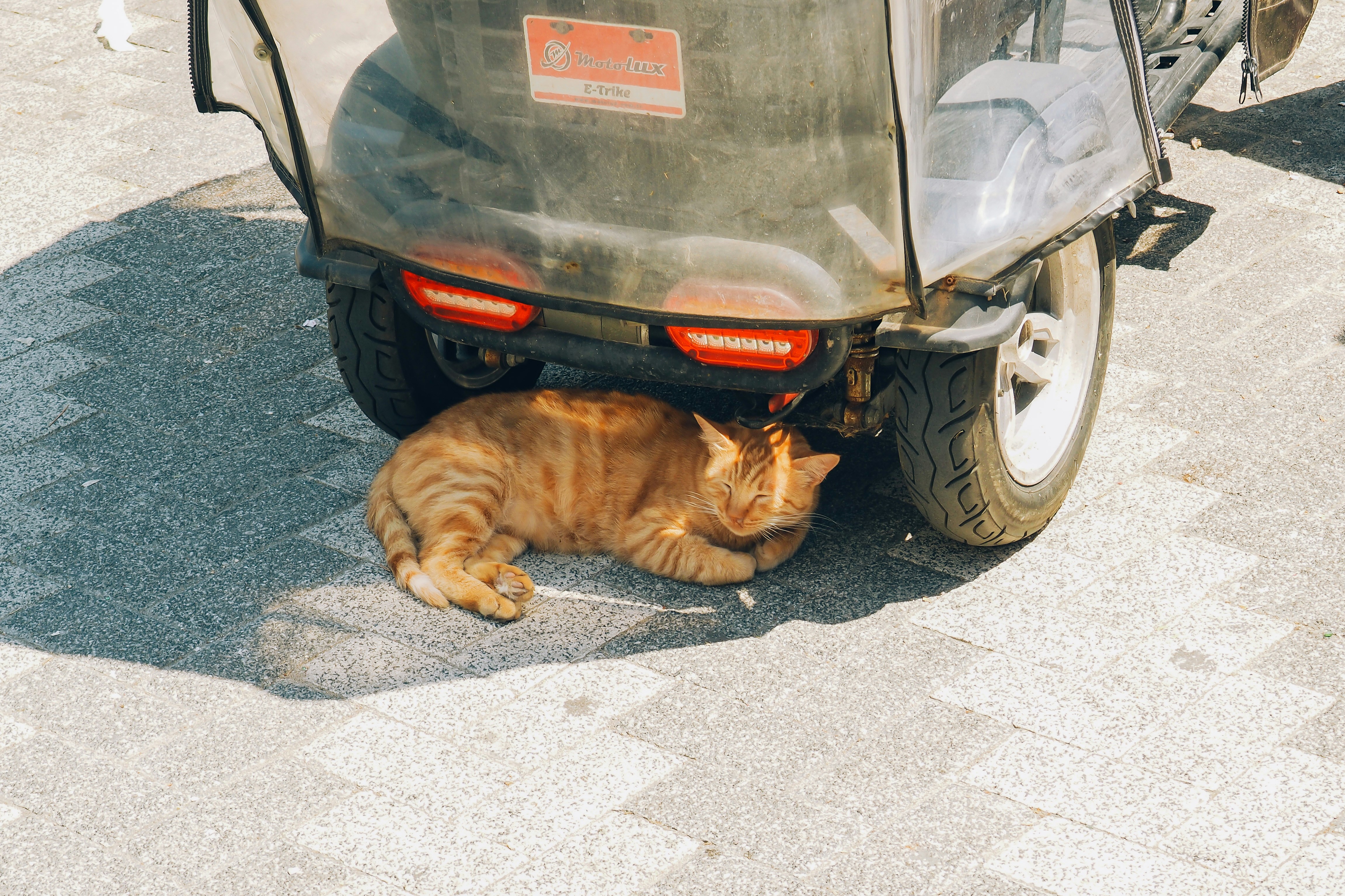 Ginger cat resting in the shade beneath a parked vehicle, enjoying a moment of tranquility on a sunny day.