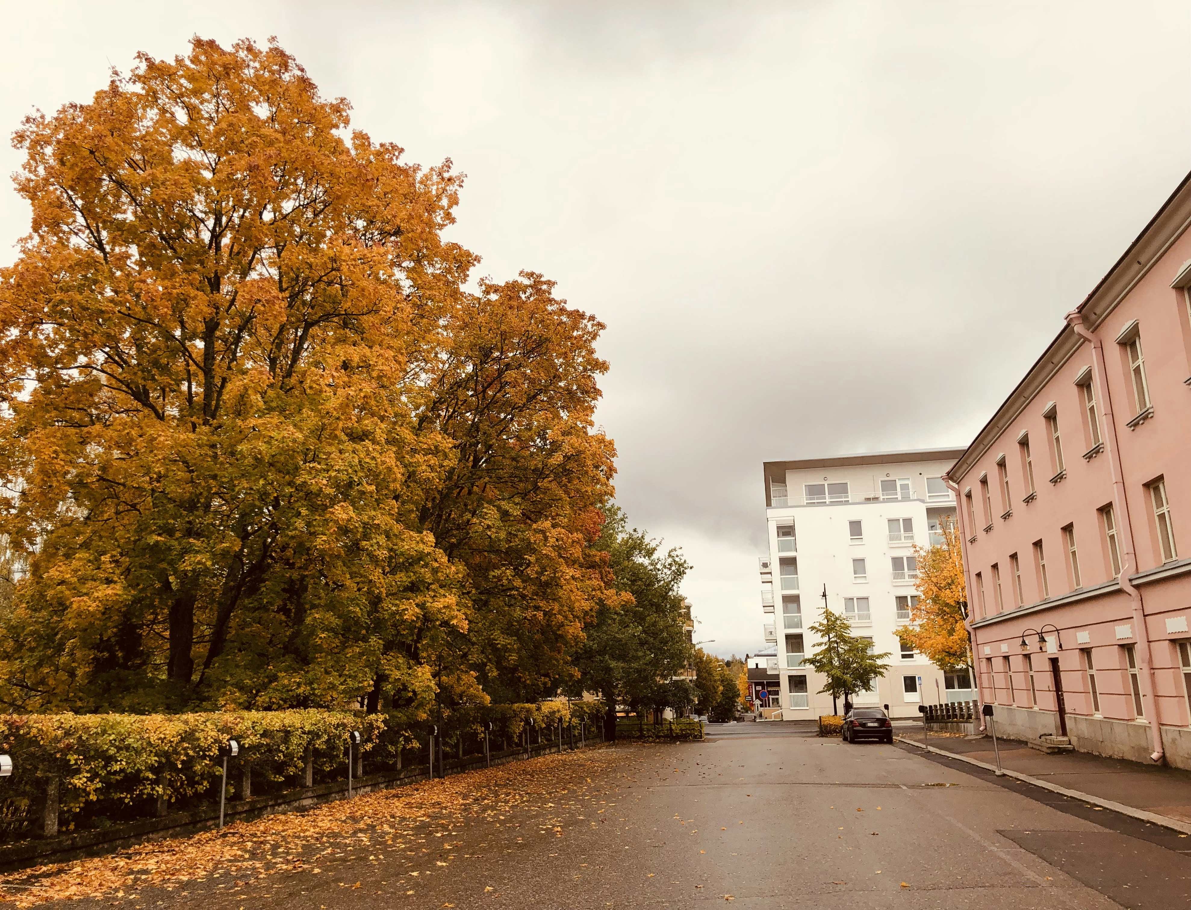 Tree-lined street with vibrant yellow leaves beside pastel buildings on a cloudy day.