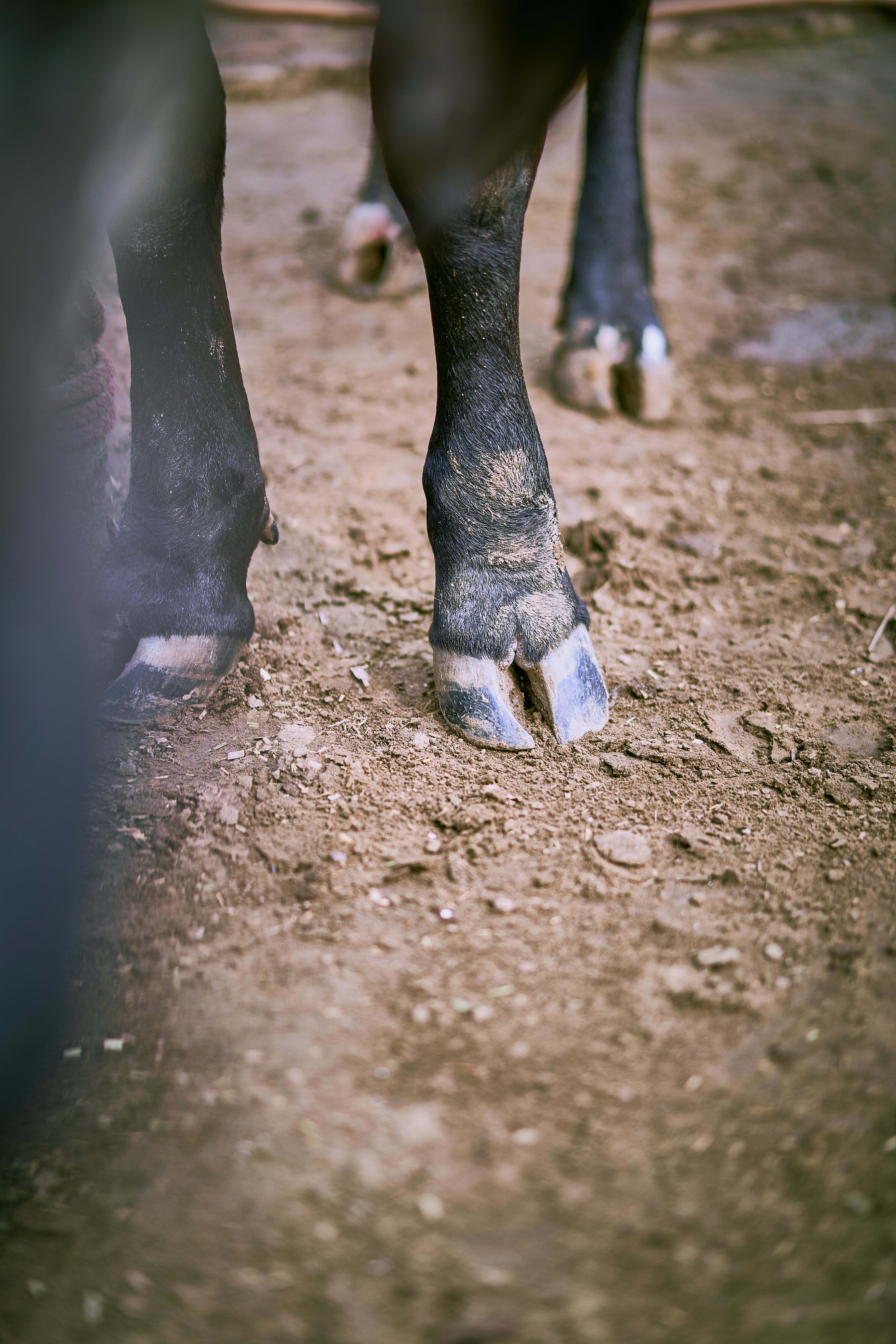 Hoofprints in Soft Dust: A Close Portrait Through Hoof-Centric Ground Level