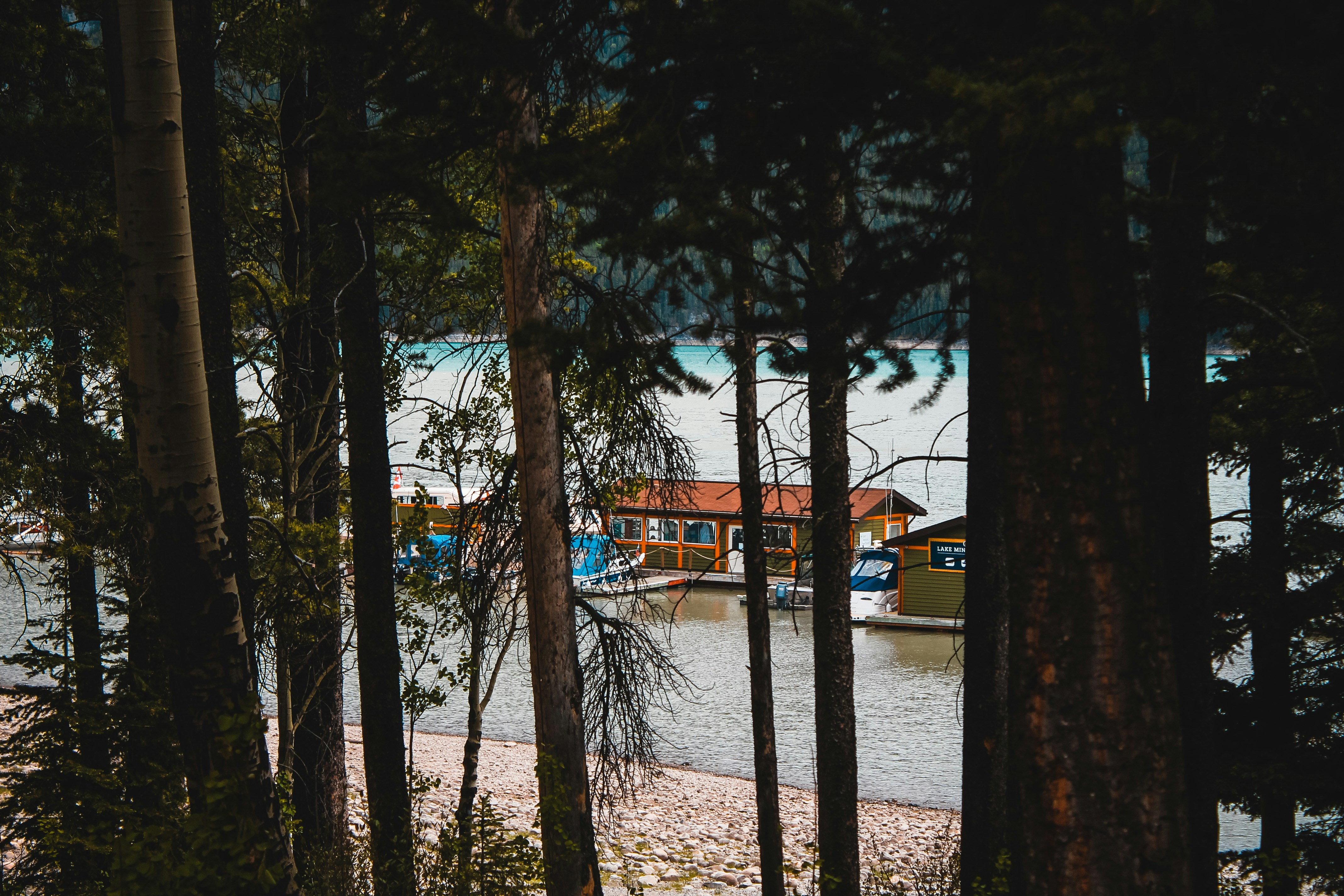 Pastel Row on the Water: Boats Framed by Pines