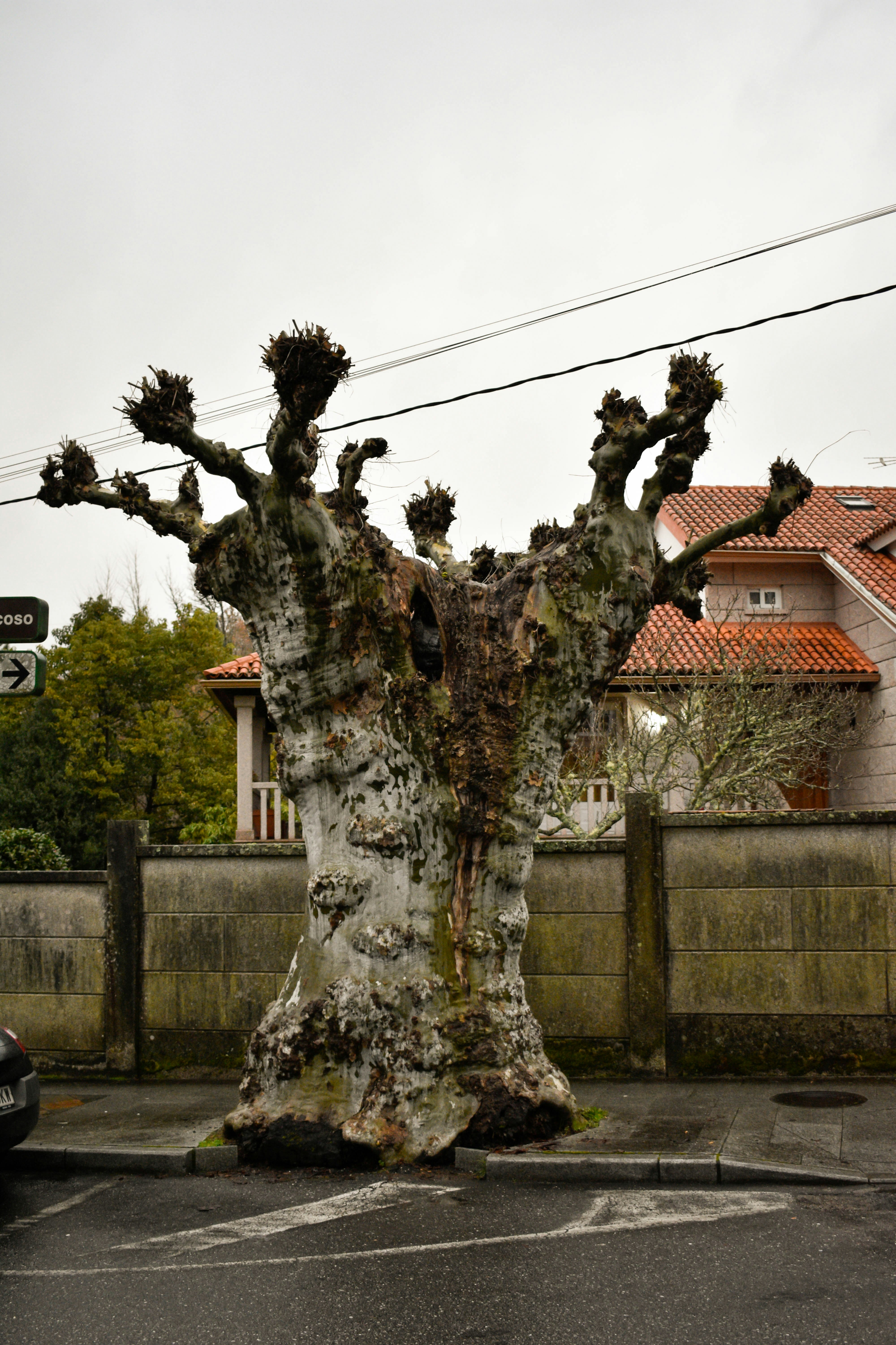 The Guardian of the Street: A Gnarled Sentinel