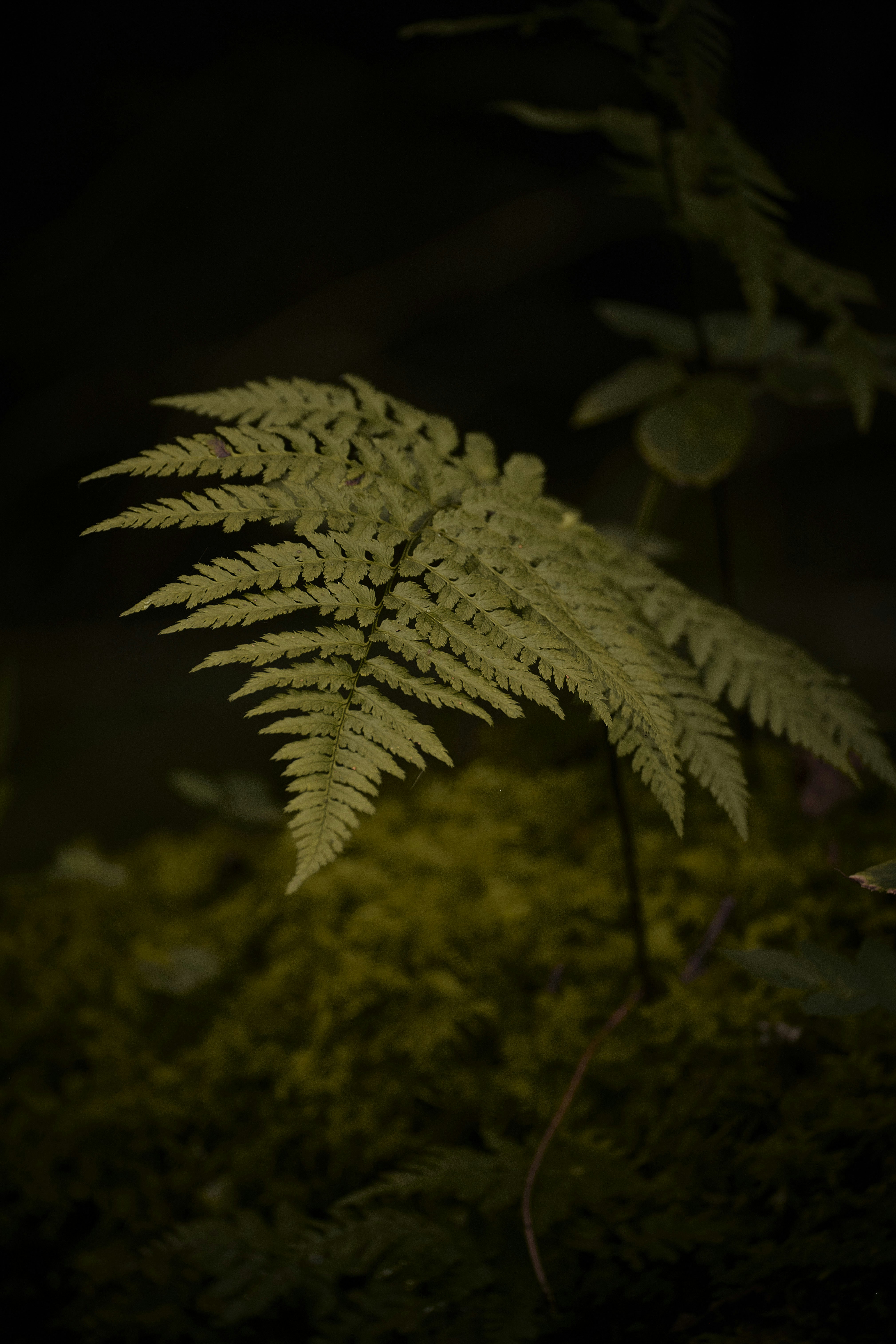 Fern on the edge of the forest

