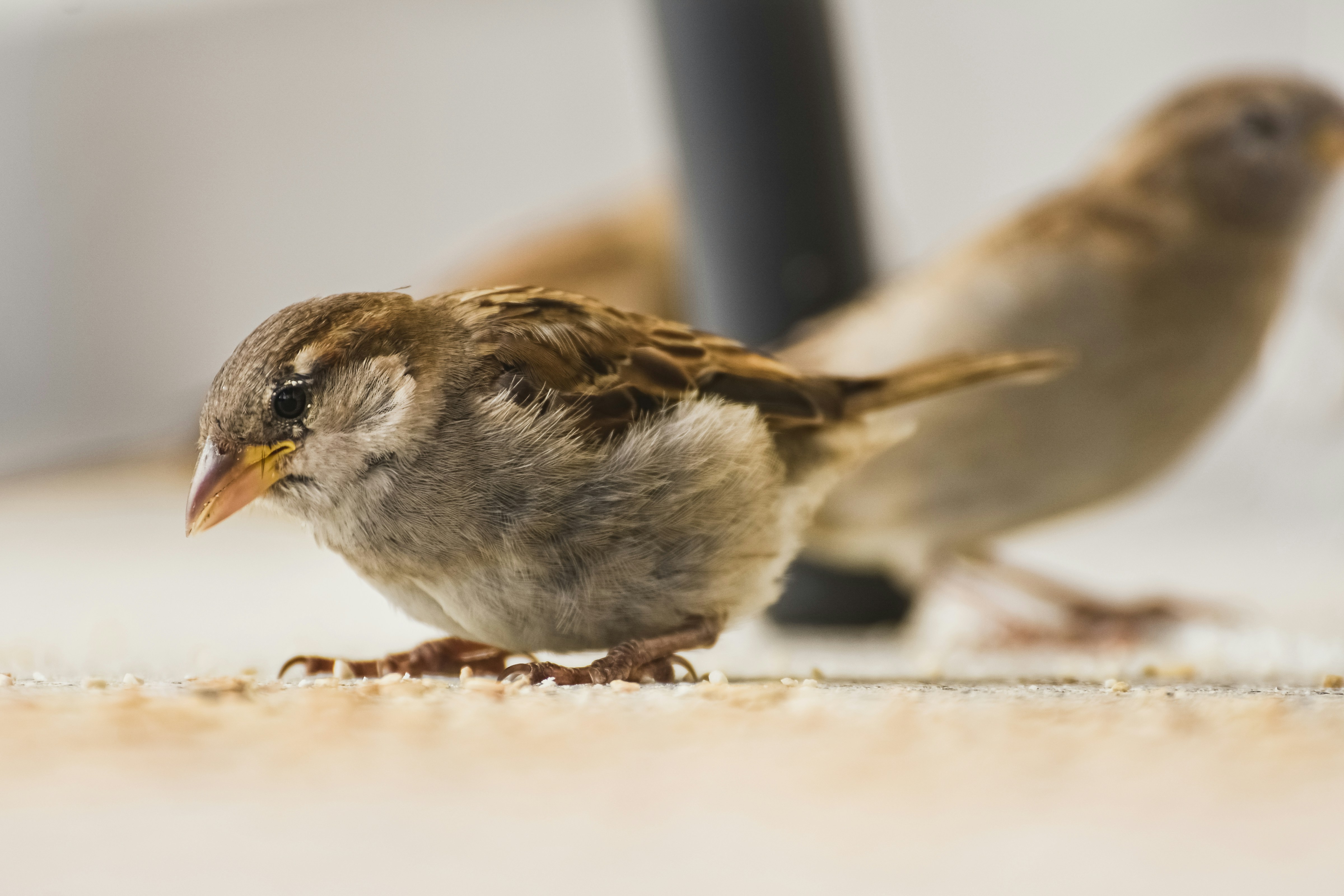 a couple of birds standing on top of a floor