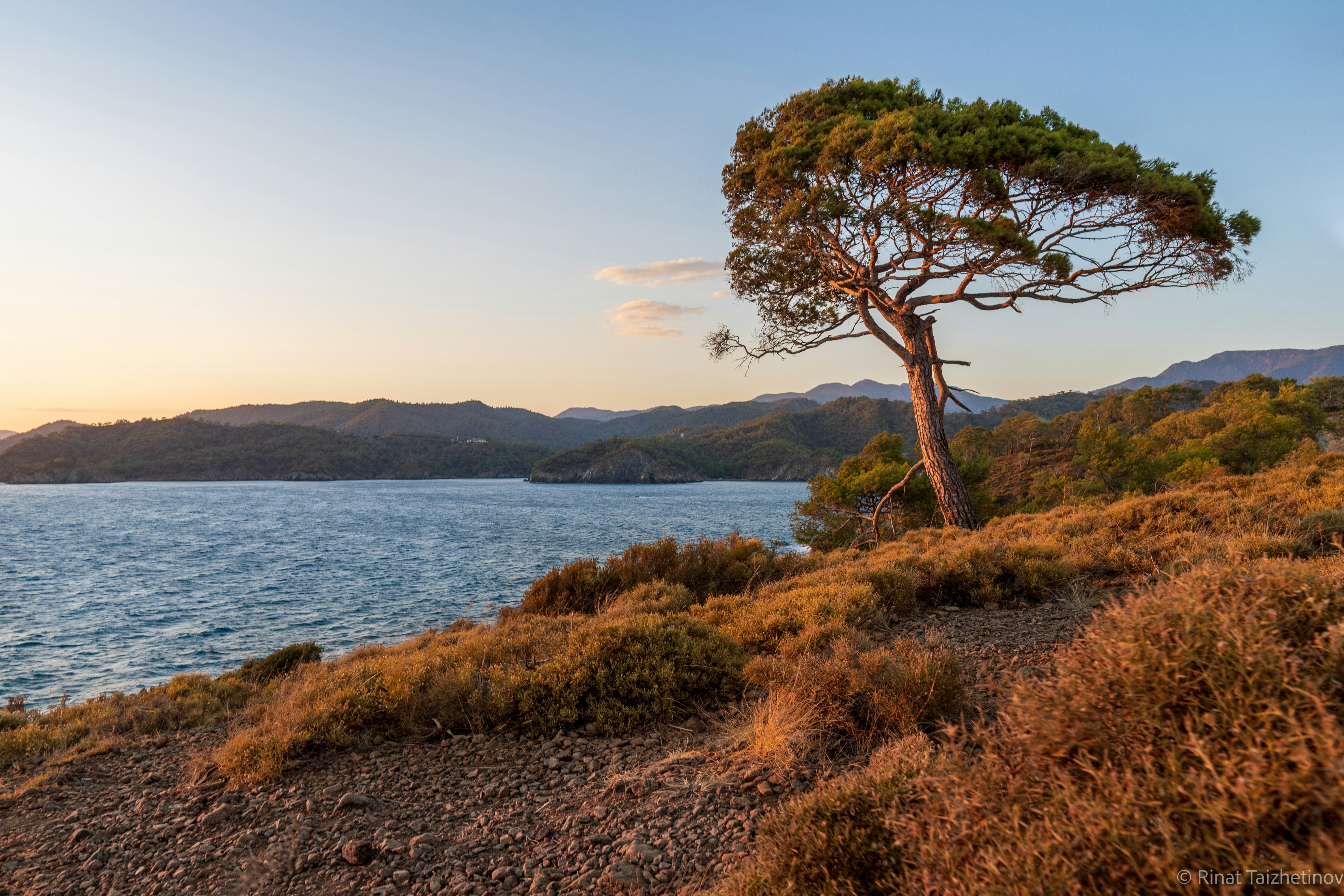 A lone tree on the side of a hill overlooking a body of water photo ...