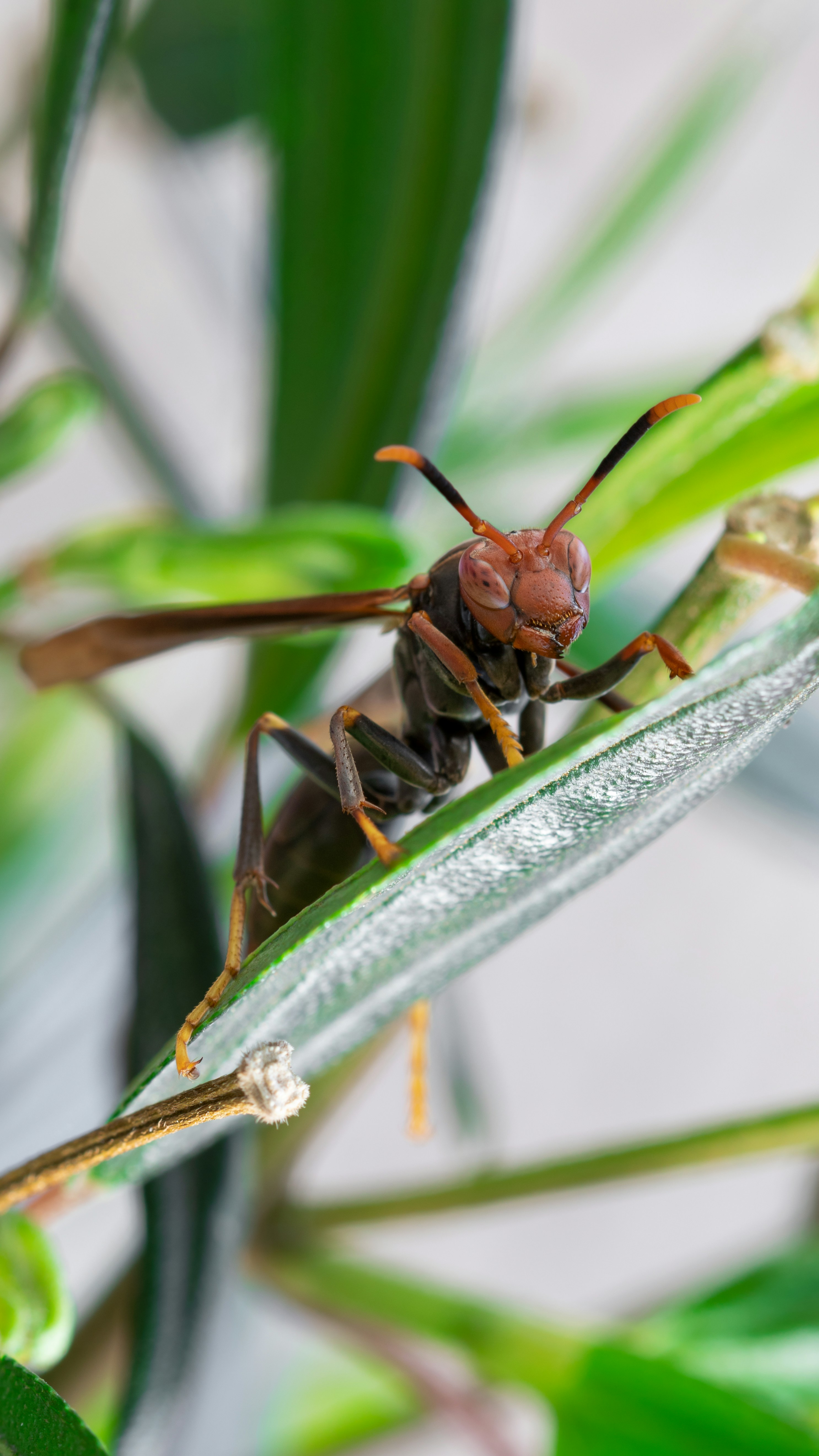 Foto Un primer plano de un insecto en una planta – Imagen Insecto ...