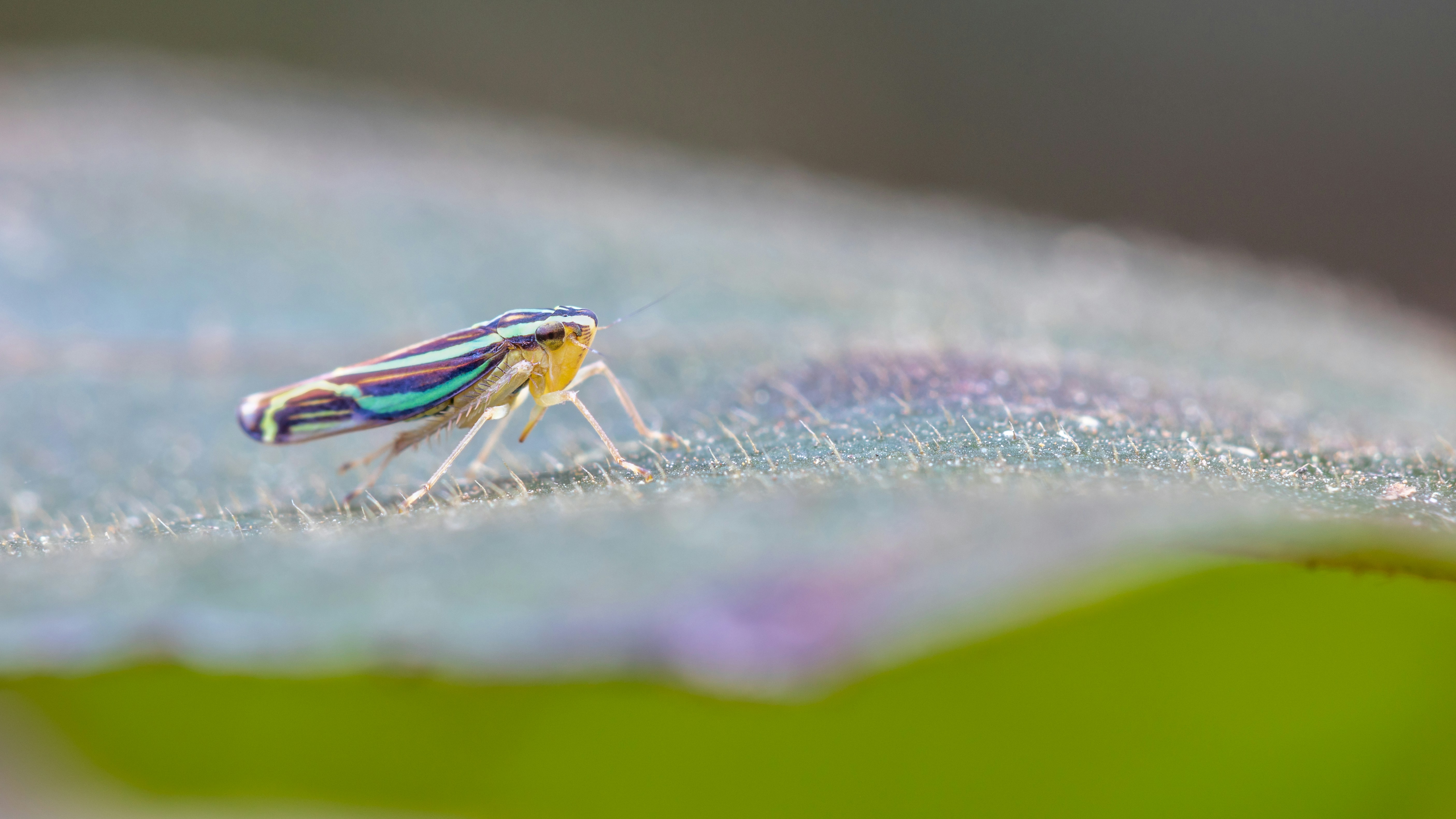 Rainbow-striped leafhopper at the leaf edge
