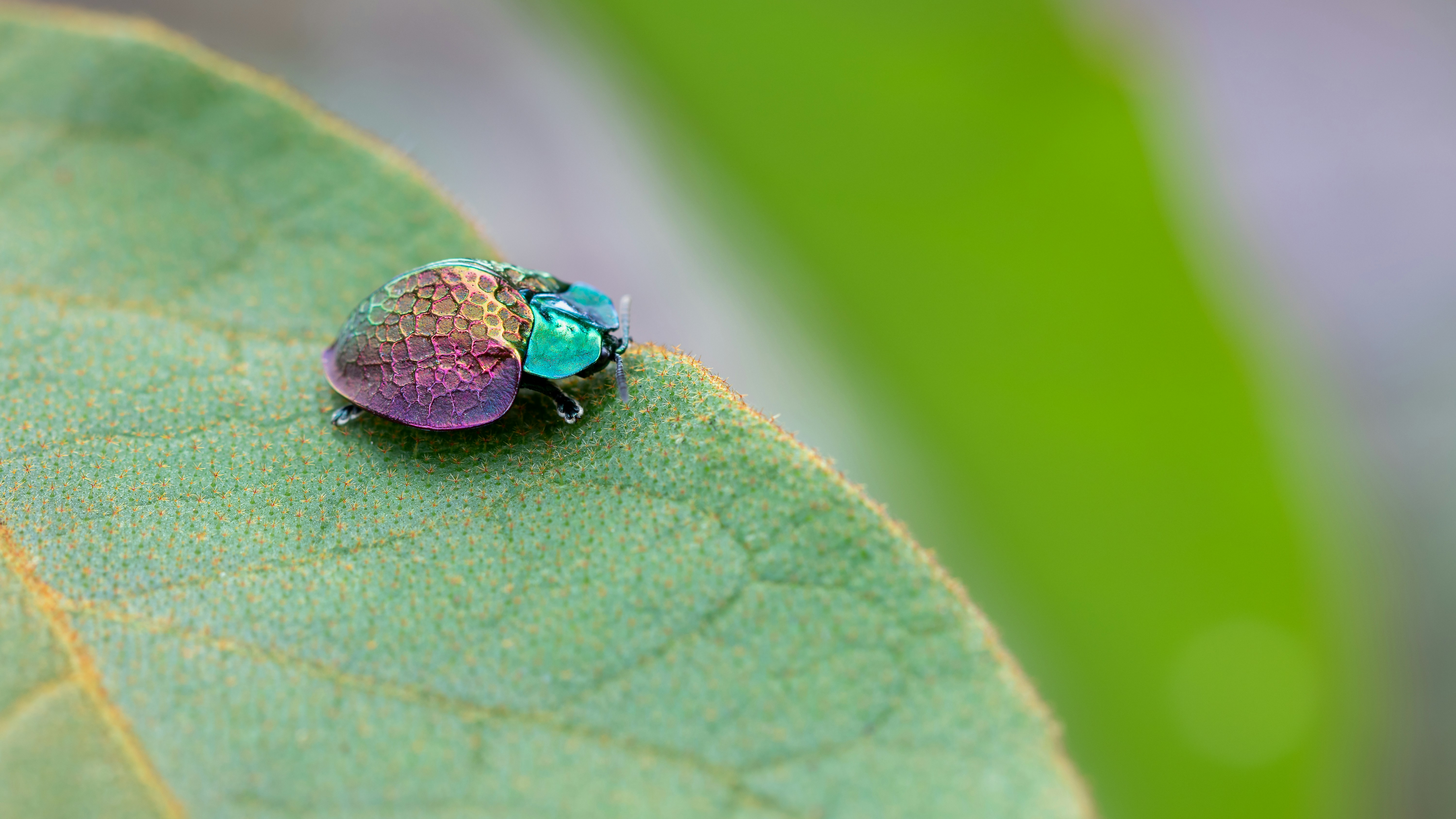 A close up of a green and purple bug on a leaf photo – Free Insect ...