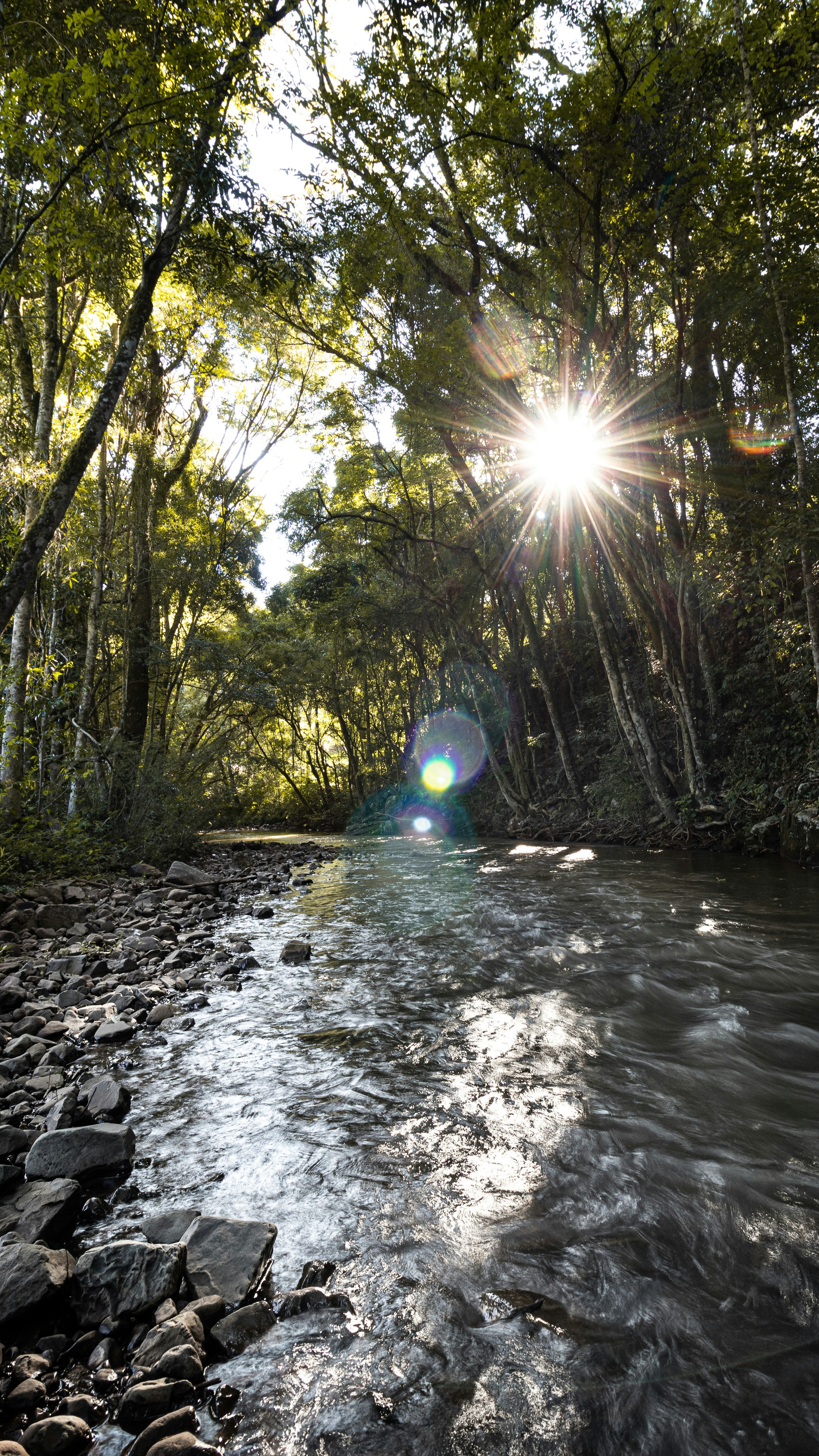 Sunlight punctuates a dense forest canopy and flickers across a rocky river. This landscape photograph captures a serene moment of natural light with lens flare.
