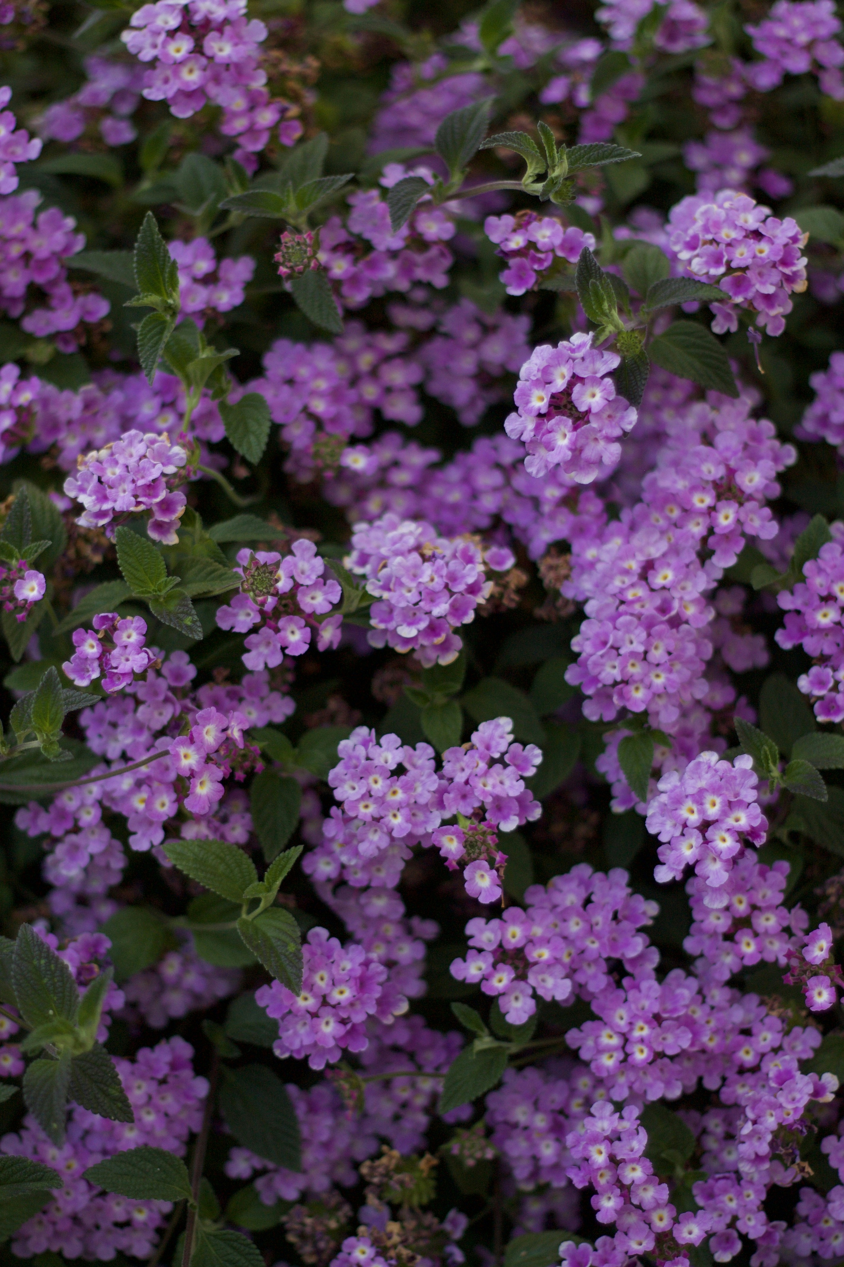 Purple Lantana in Focus: A Carpet of Tiny Blossoms