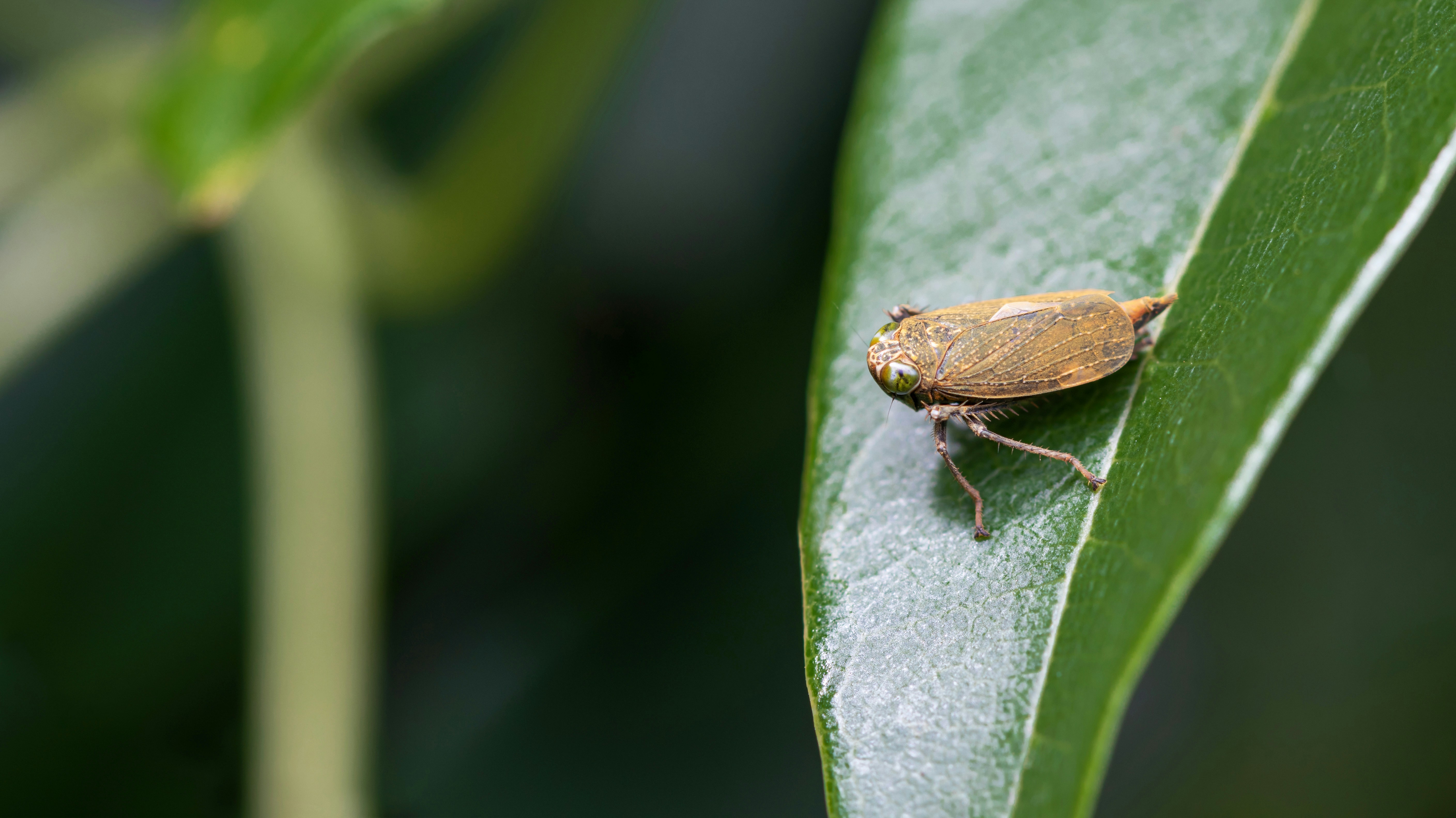 Leaf Hopper  | a brown bug sitting on top of a green leaf