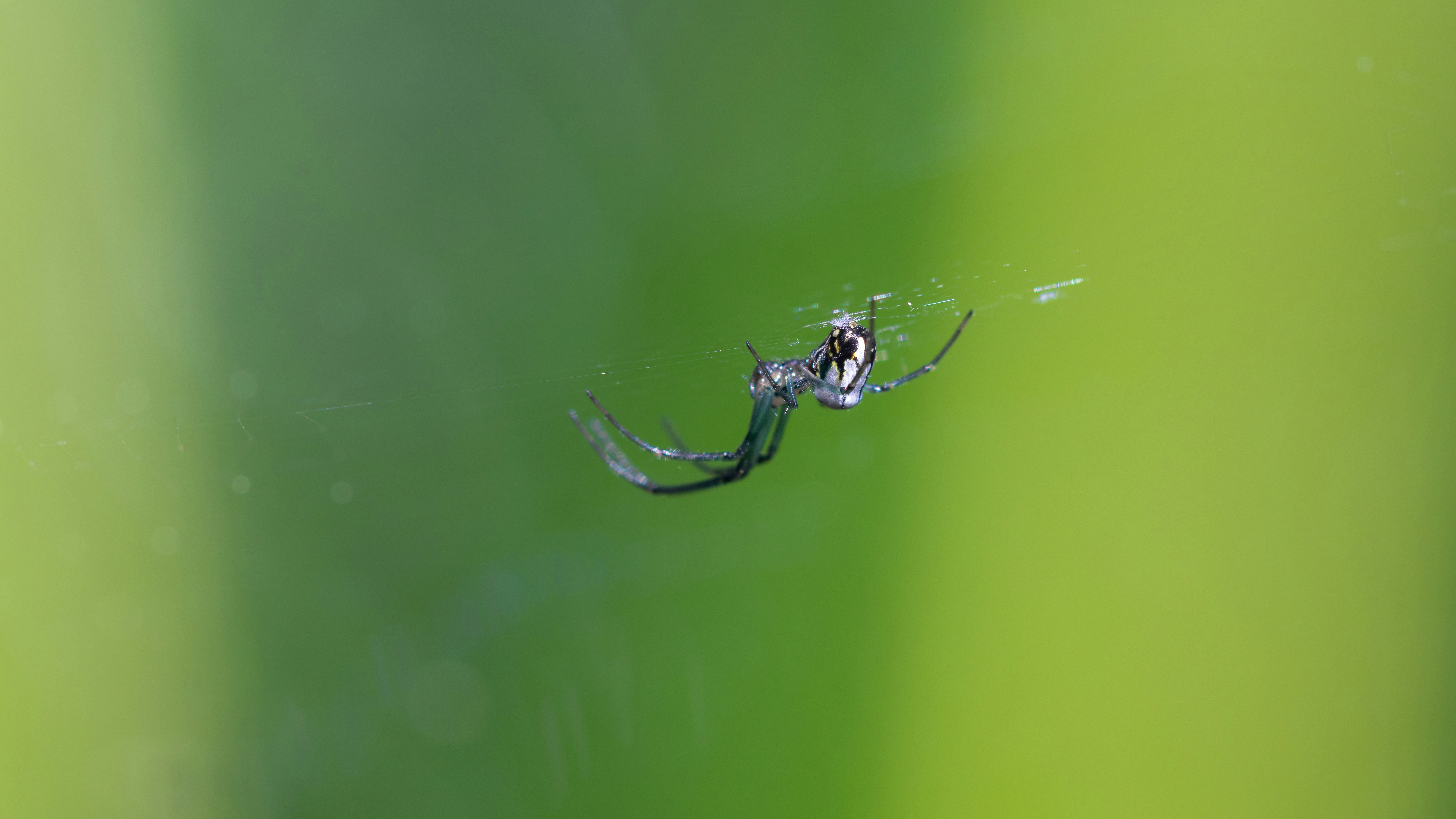 Spider in the web | a black and white spider on its web