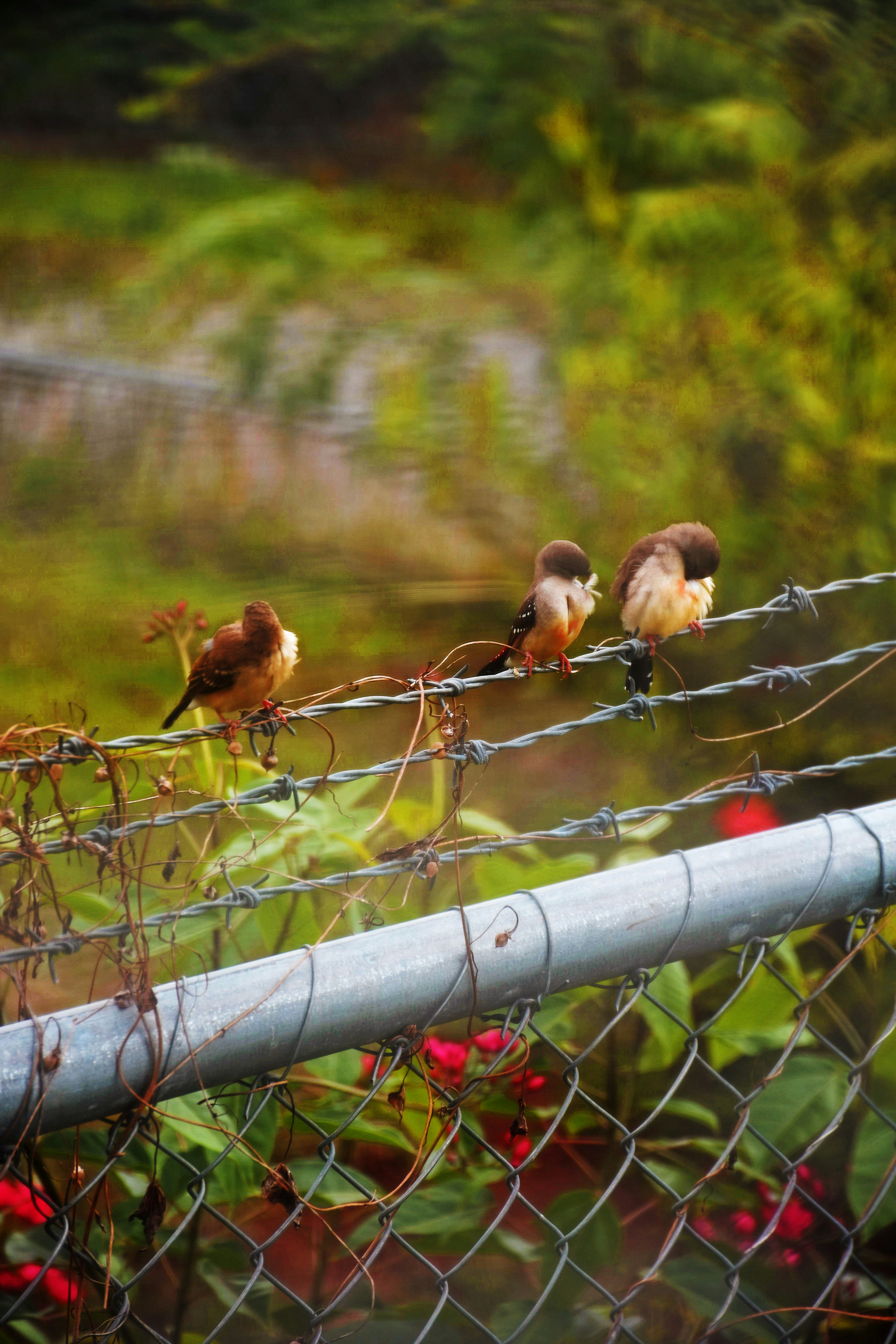 Three tiny perchers on a weathered chain-link line