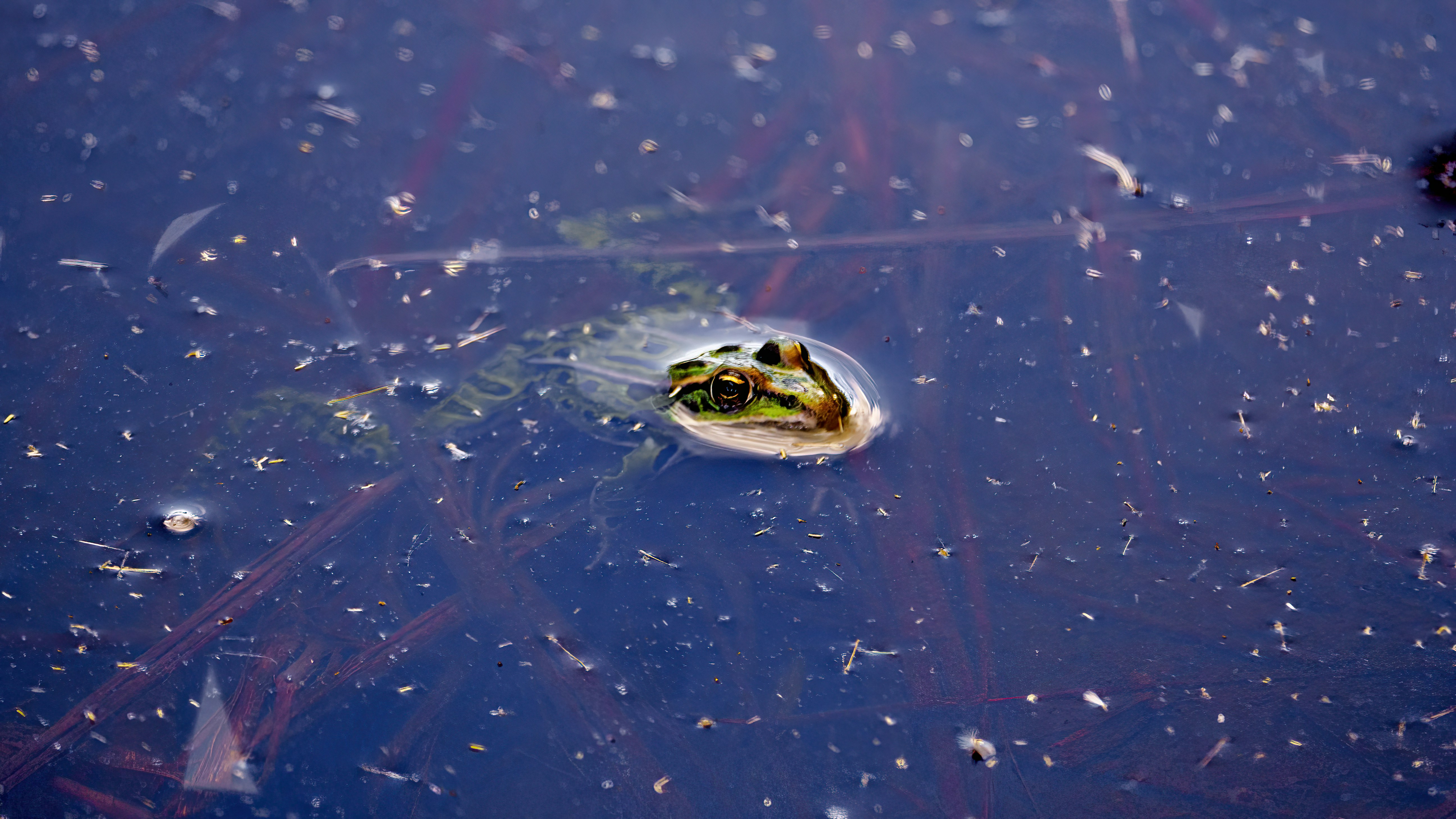 Macro close-up of a frog's head breaking the dark blue pond surface, with scattered leaves and subtle ripples. The eye and glossy water texture anchor the composition.