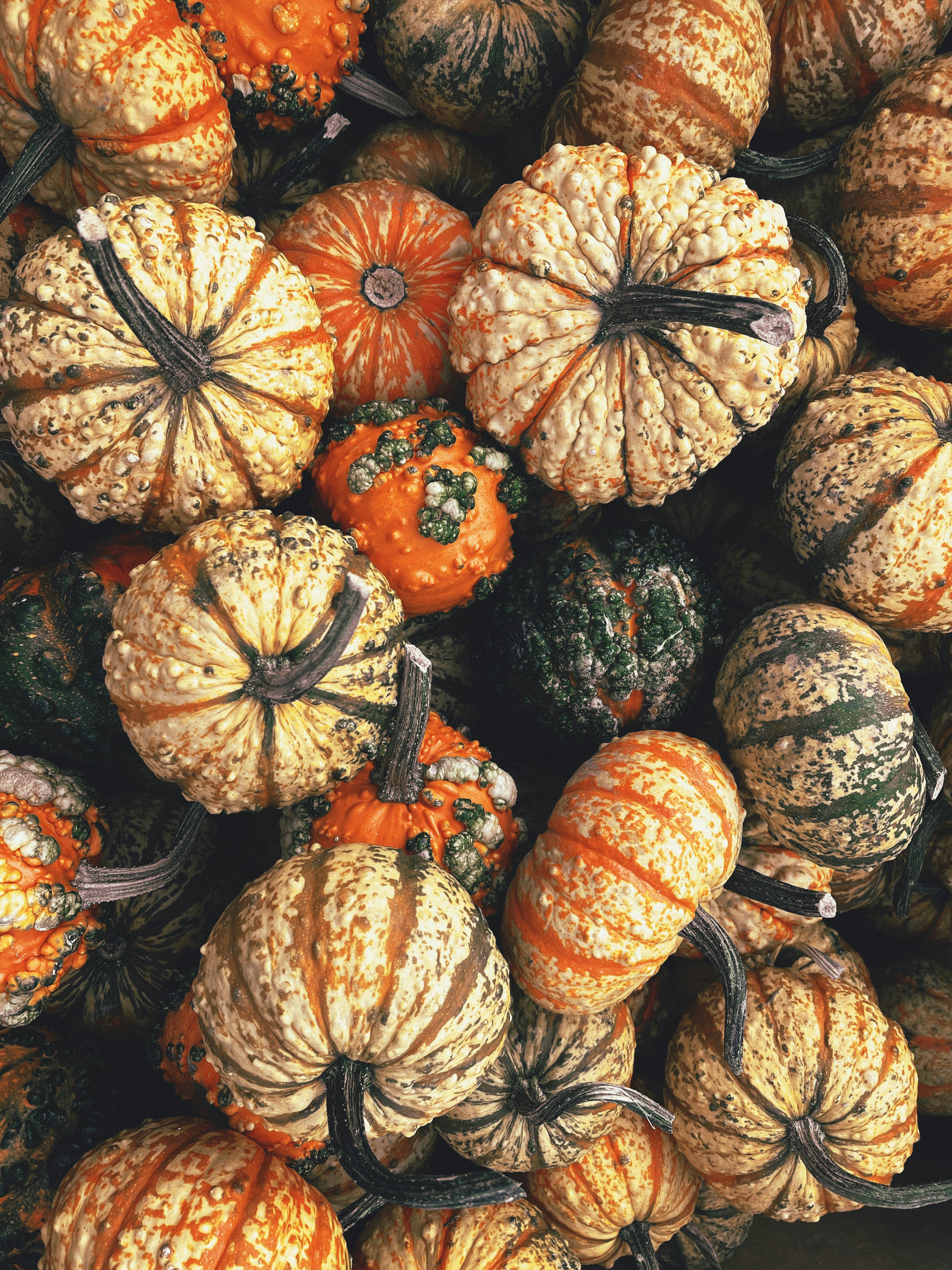 A vibrant collection of various pumpkins in shades of orange, green, and cream, showcasing unique textures and patterns. Perfect for celebrating the fall season.