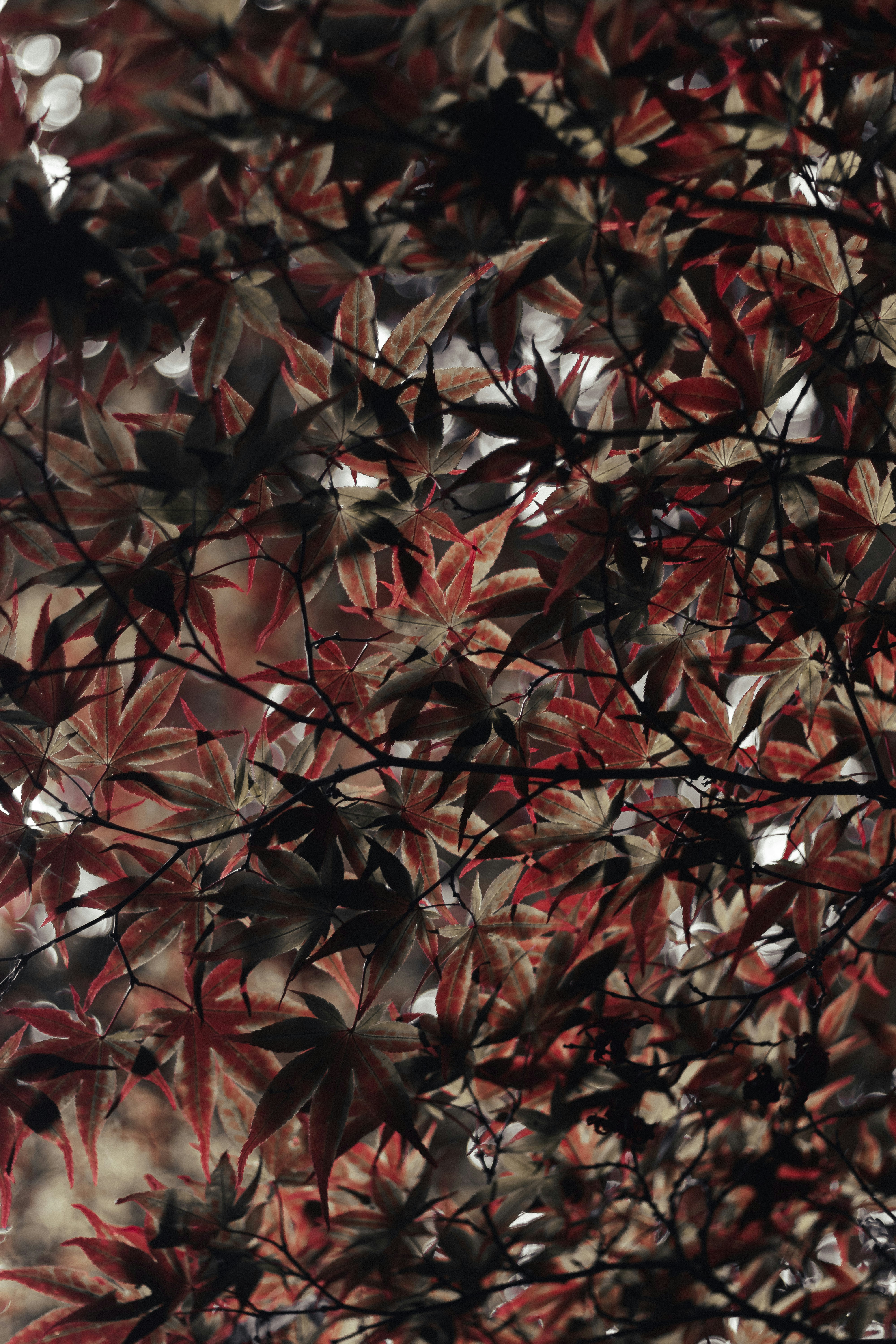 A close-up view of vibrant red and green maple leaves interwoven against a blurred background, showcasing the intricate patterns of nature. 