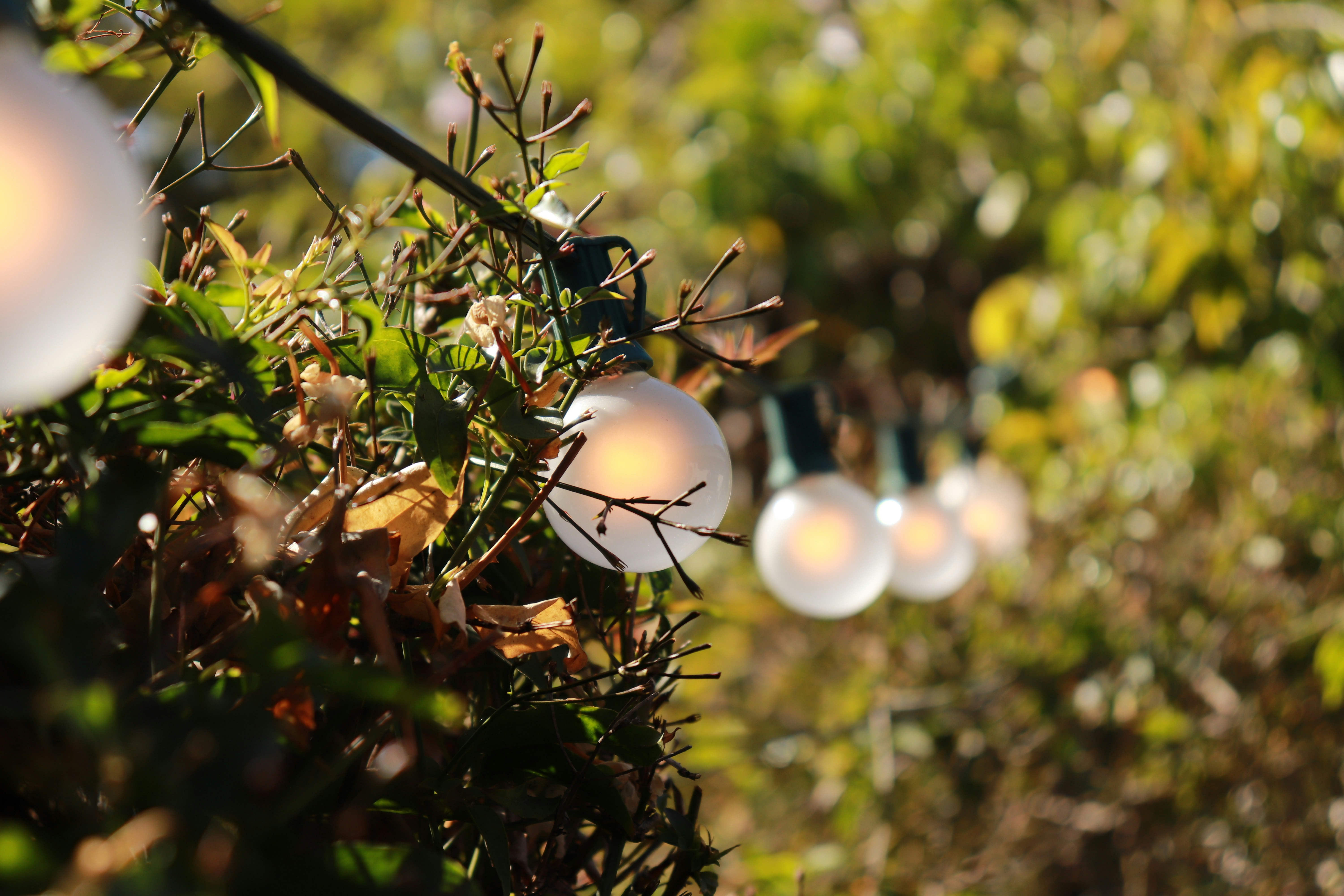 Soft Orbs in a Sunlit Garden