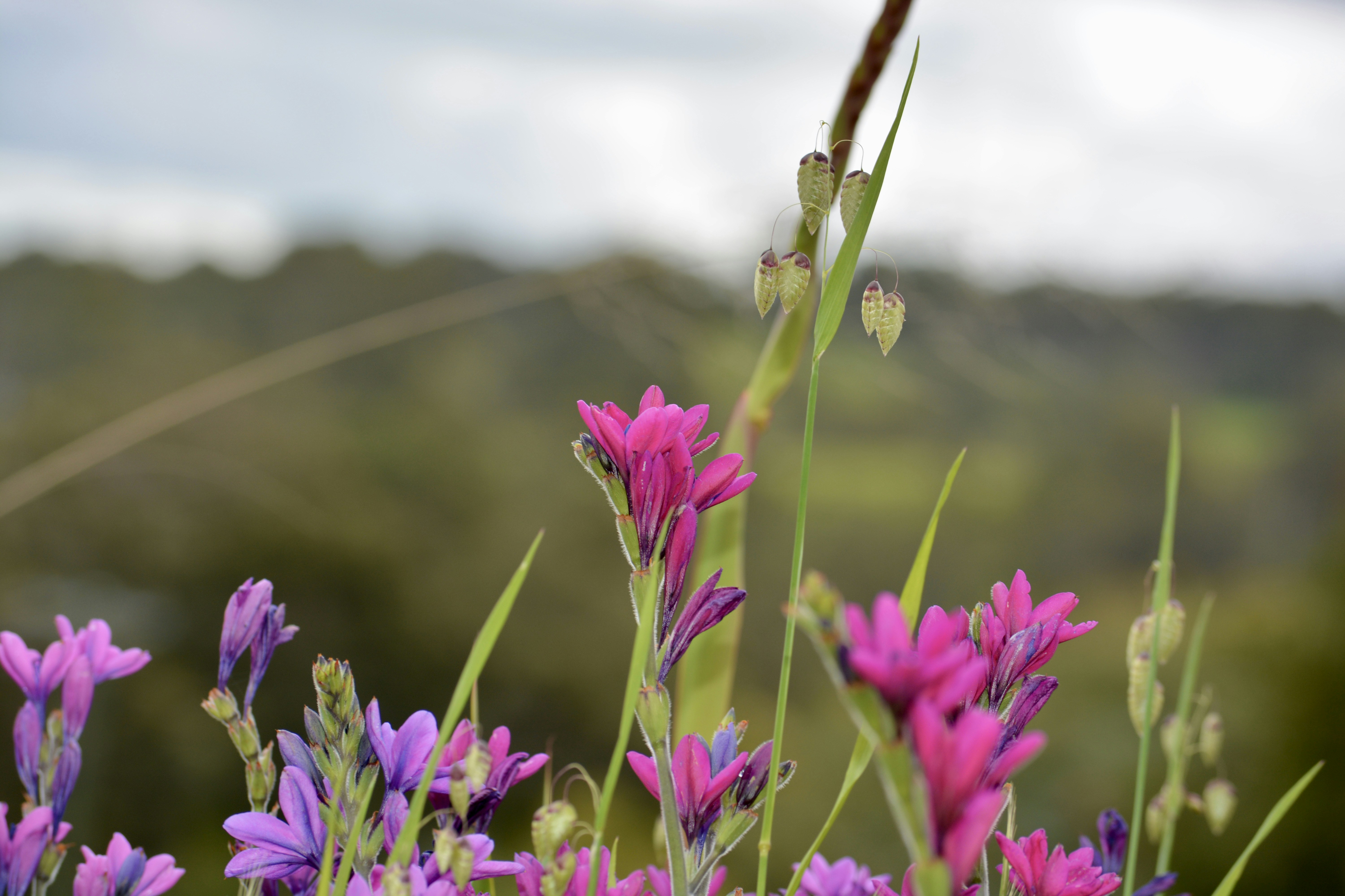 Vibrant wildflowers reaching toward a soft horizon