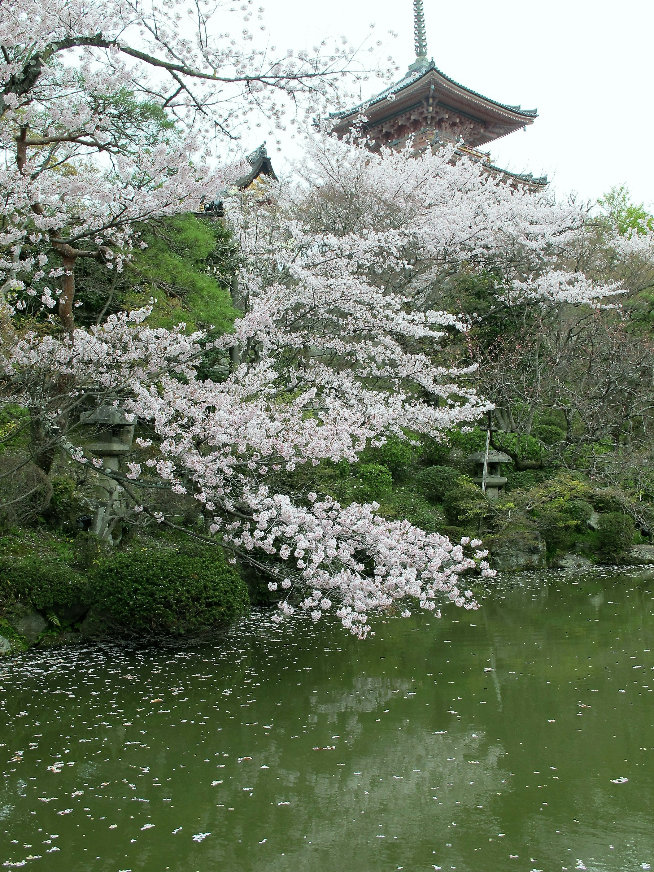 Cherry blossom branches gracefully arch over a tranquil pond, reflecting the surrounding greenery and a traditional structure in the background.