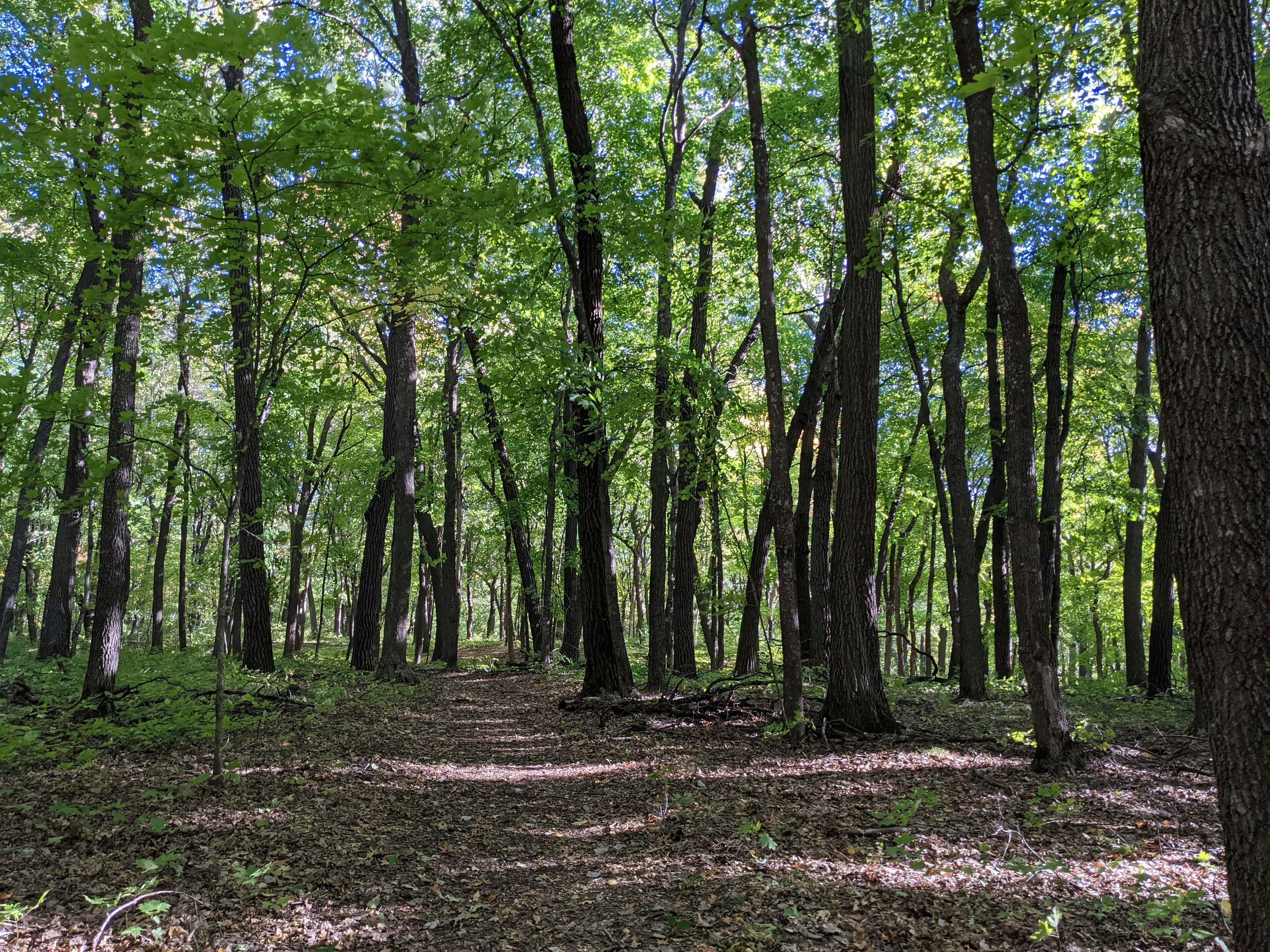 Sunlit forest trail surrounded by tall, lush green trees.