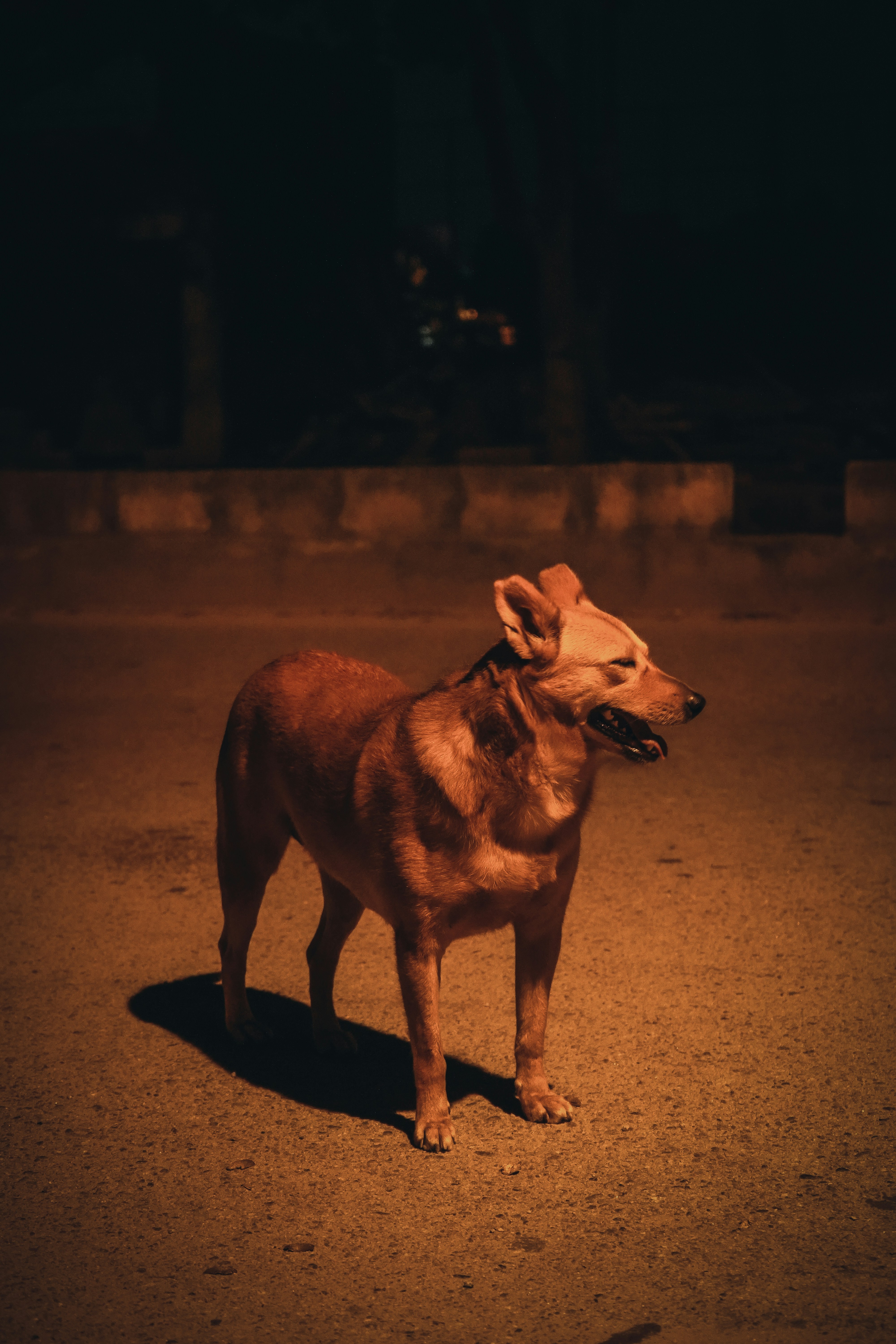 a brown dog standing on top of a dirt field