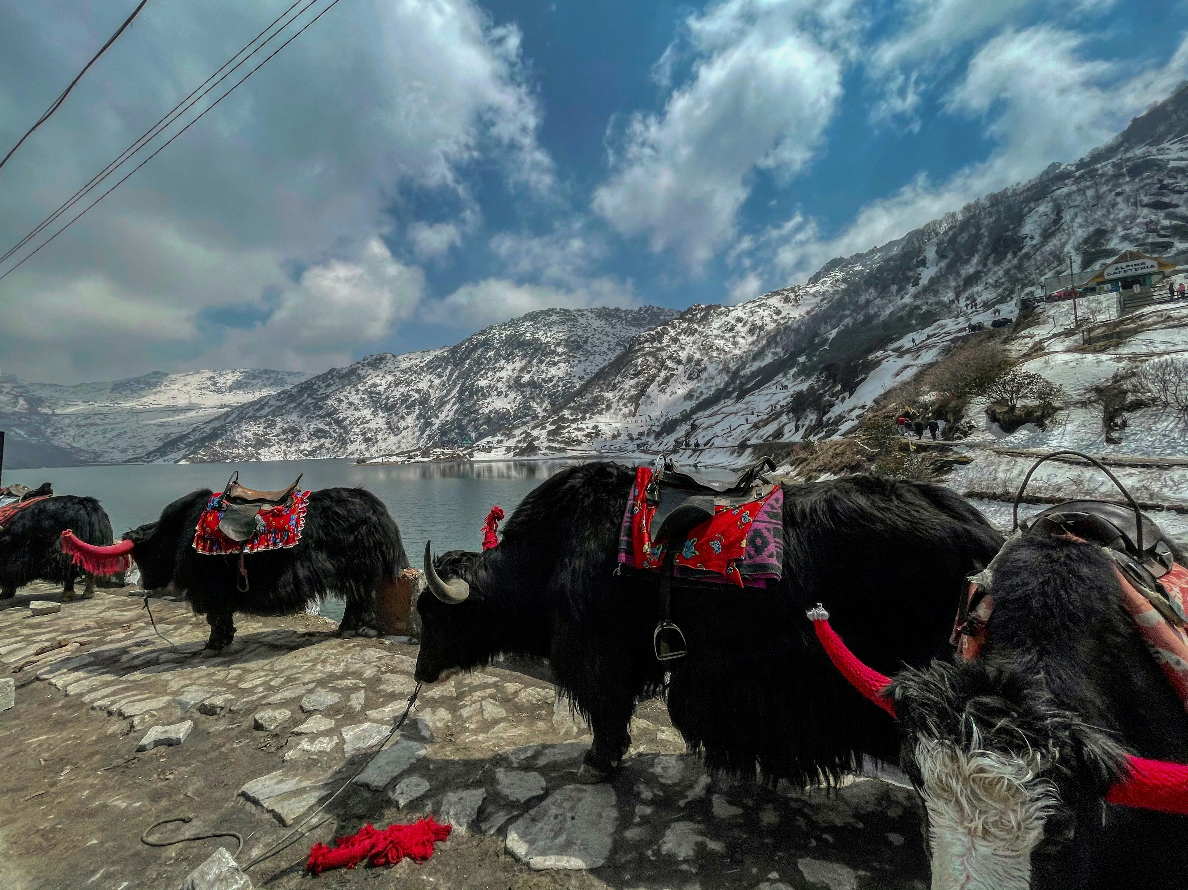 A herd of yaks standing next to a body of water photo – Free Tsomgo ...