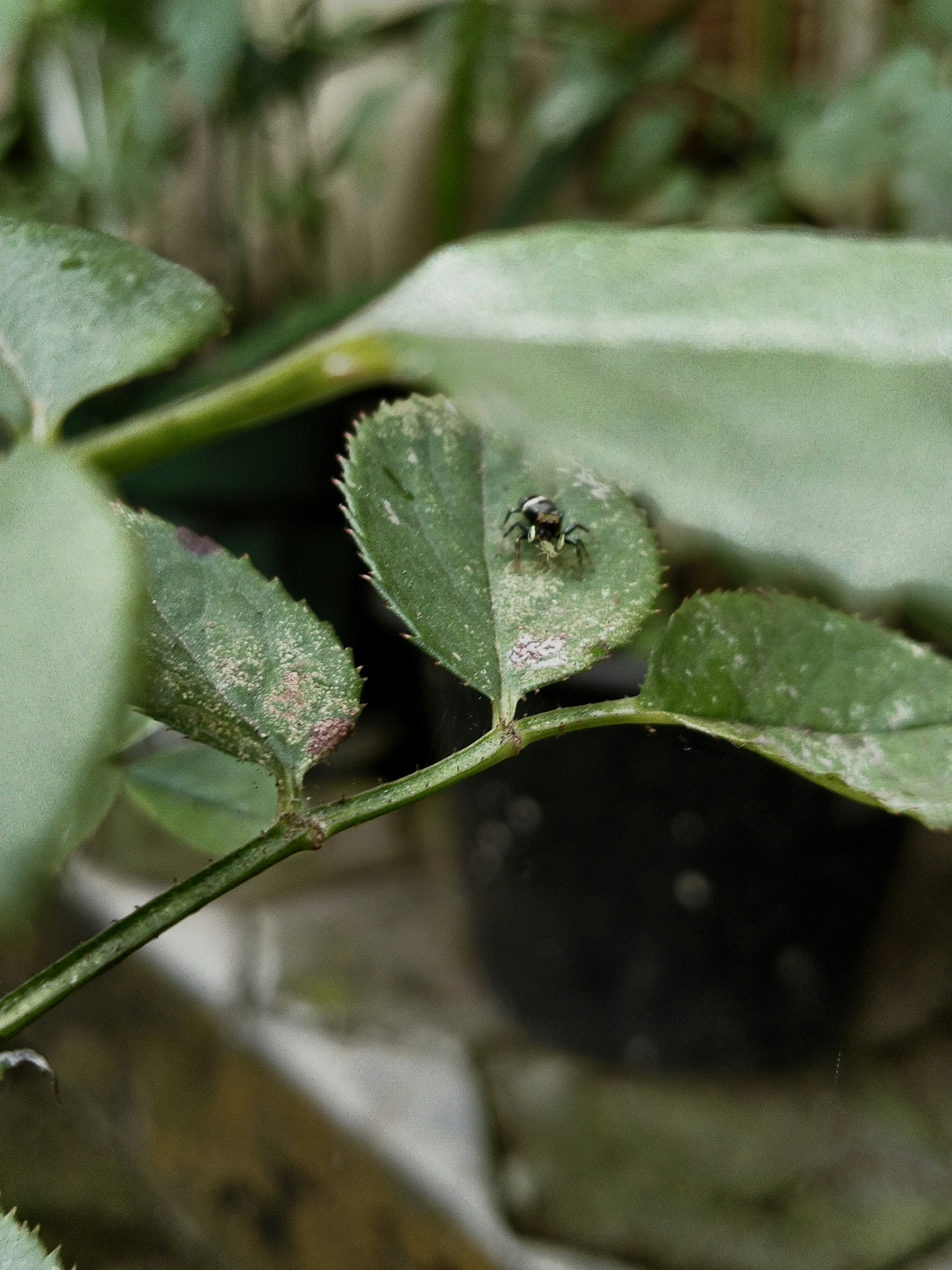 a little creature that gets a share on a leaf